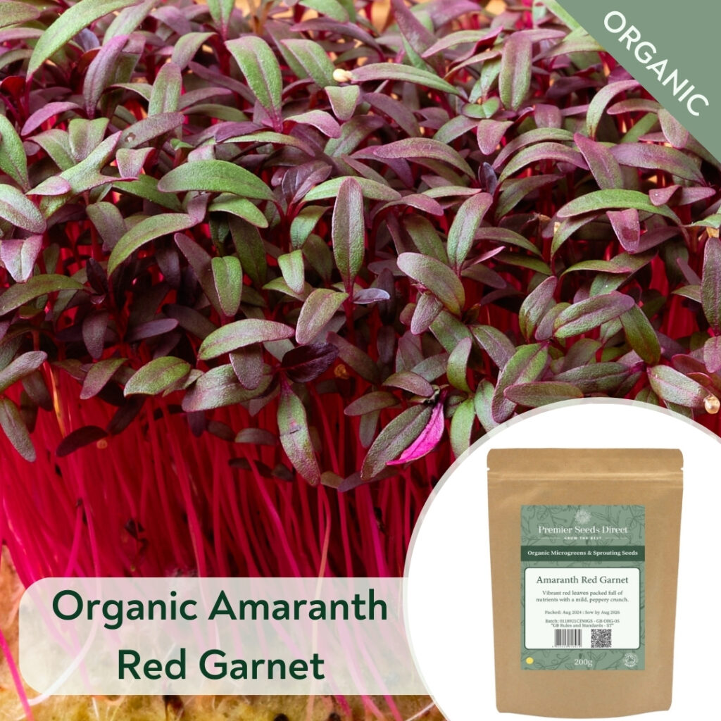 Organic Amaranth Red Garnet - Microgreen/Sprouting - Premier Seeds Direct