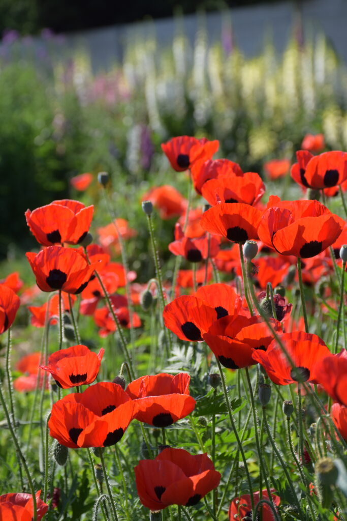 Organic Flower Papaver Commutatum Poppy Ladybird Seeds - Premier Seeds ...