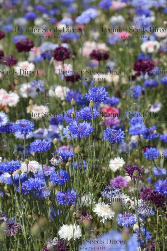 Organic Flower Cornflower Centaurea Cyanus Ball Mix Seeds - Premier ...