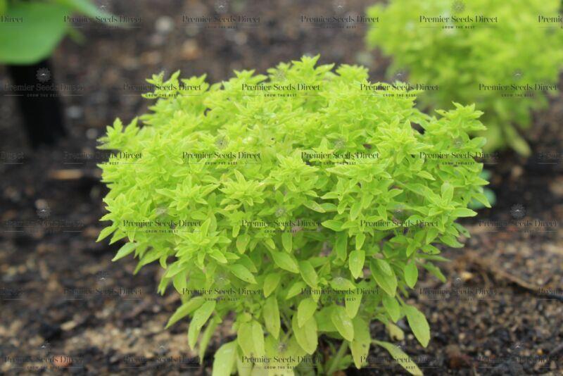 Organic Herb Basil Greek Round - Premier Seeds Direct