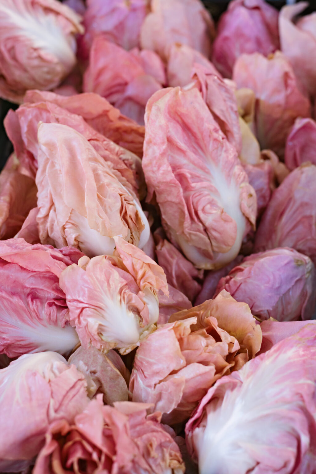 Chicory Pink - 3 grams - Premier Seeds Direct