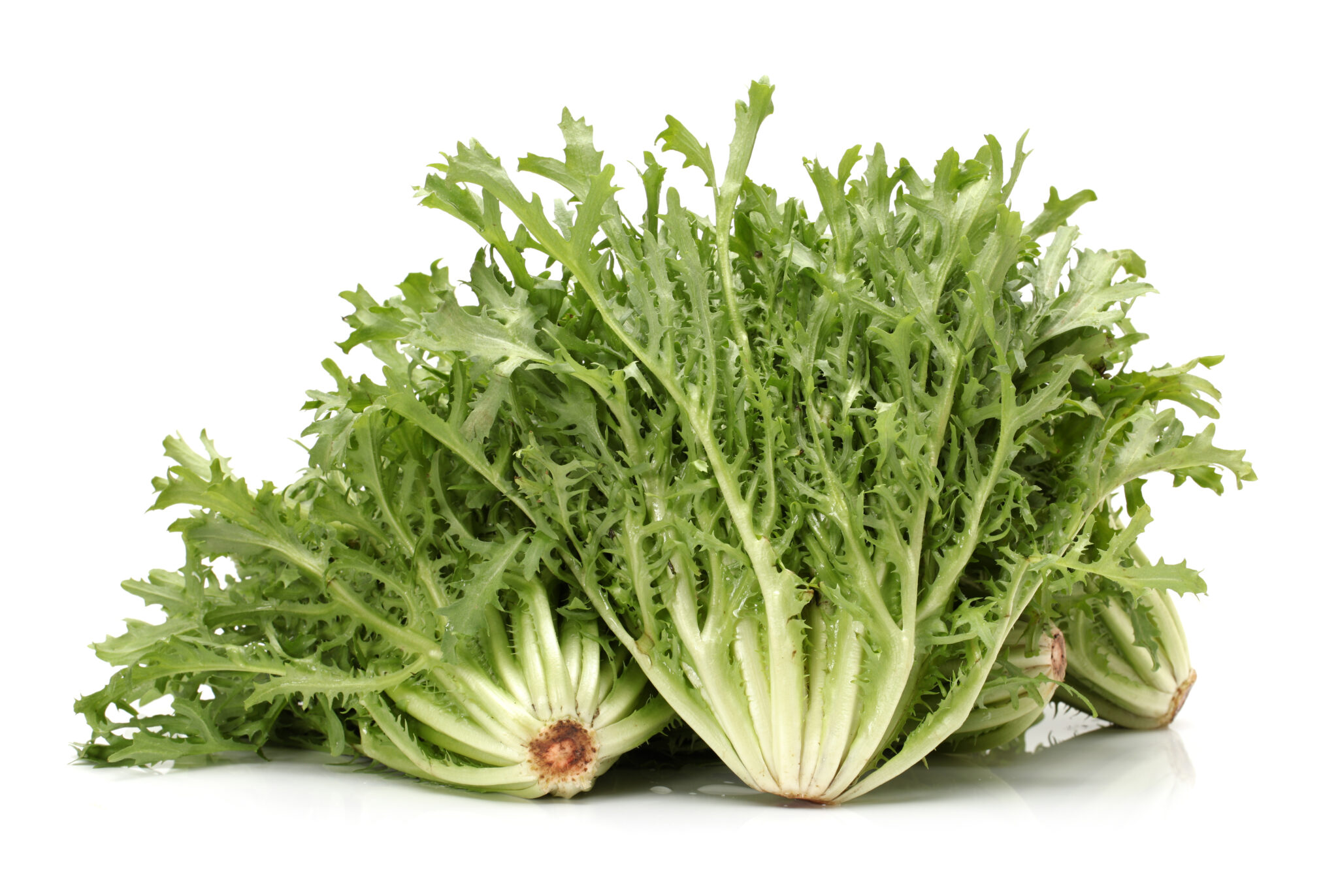 Vegetable Endive - Premier Seeds Direct