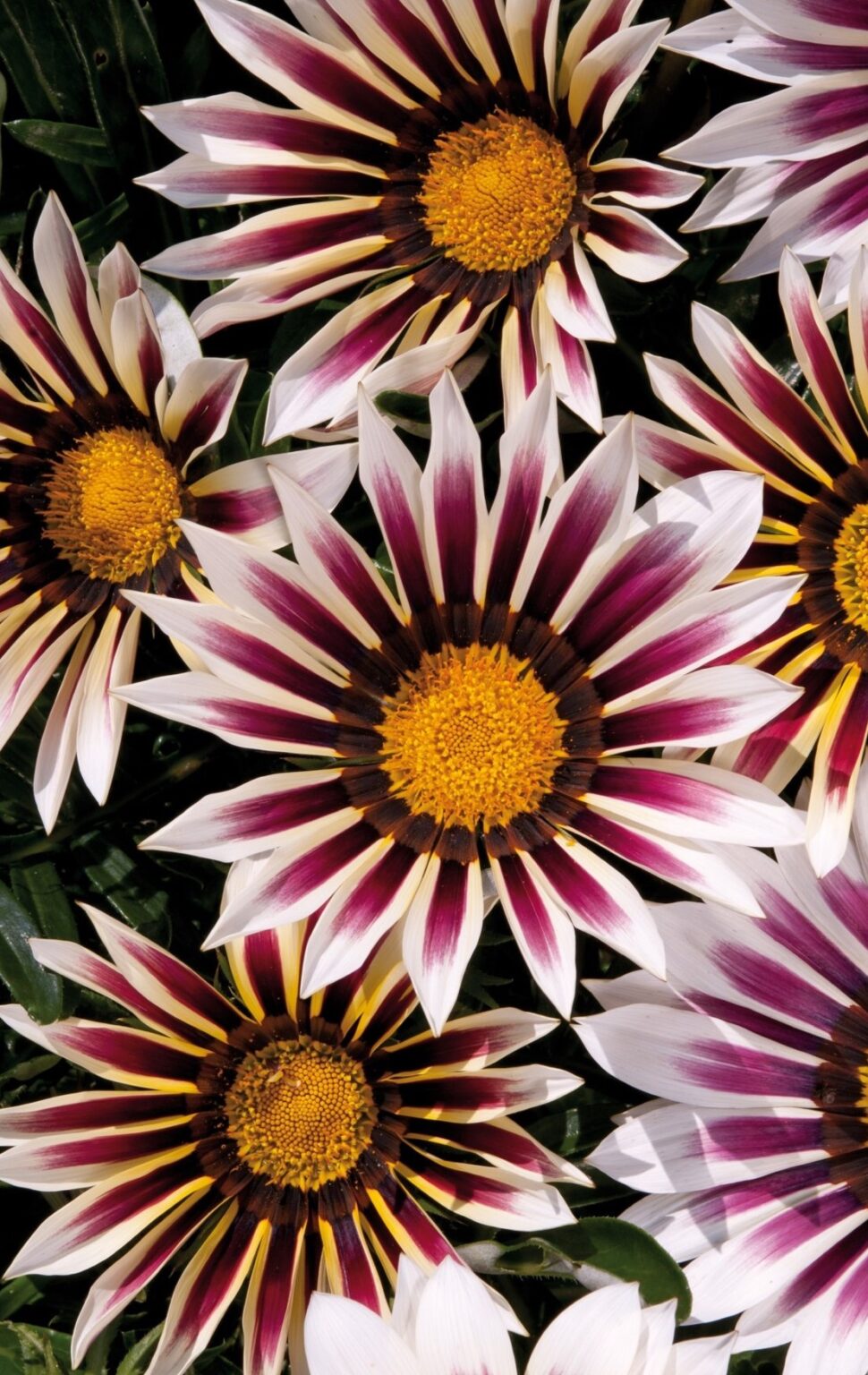 Gazania - New Day Rose Stripe F1 Seeds - Premier Seeds Direct