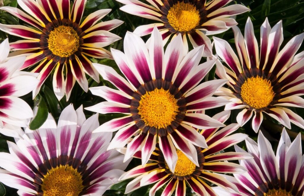 Gazania - New Day Rose Stripe F1 Seeds - Premier Seeds Direct