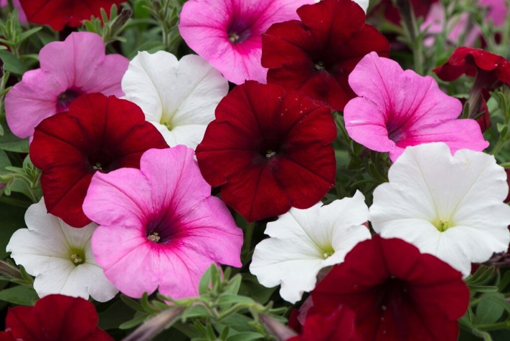 Petunia Easy Wave Mix Sweetheart F1Pellets - Premier Seeds Direct