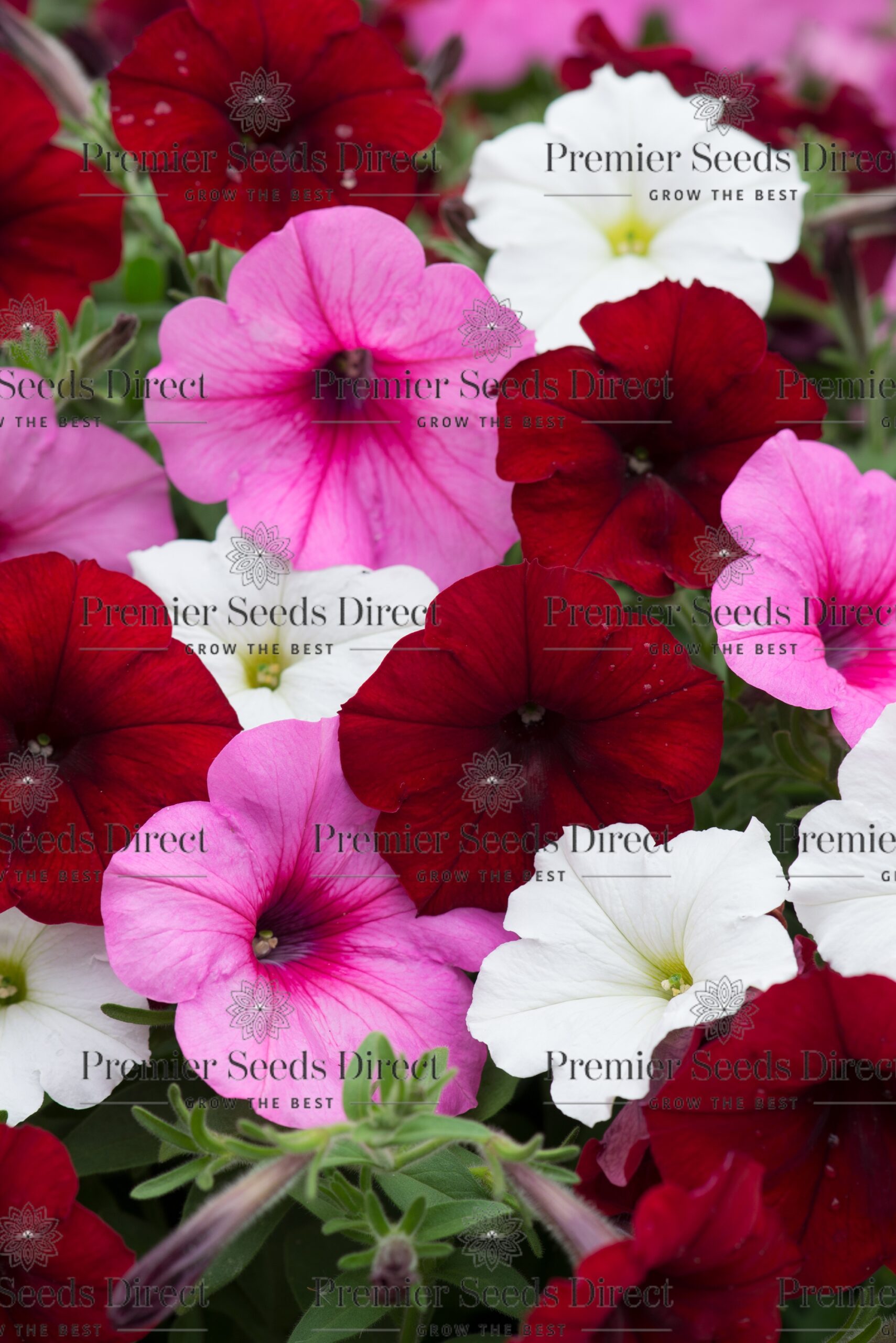 Petunia Easy Wave Mix Sweetheart F1Pellets - Premier Seeds Direct