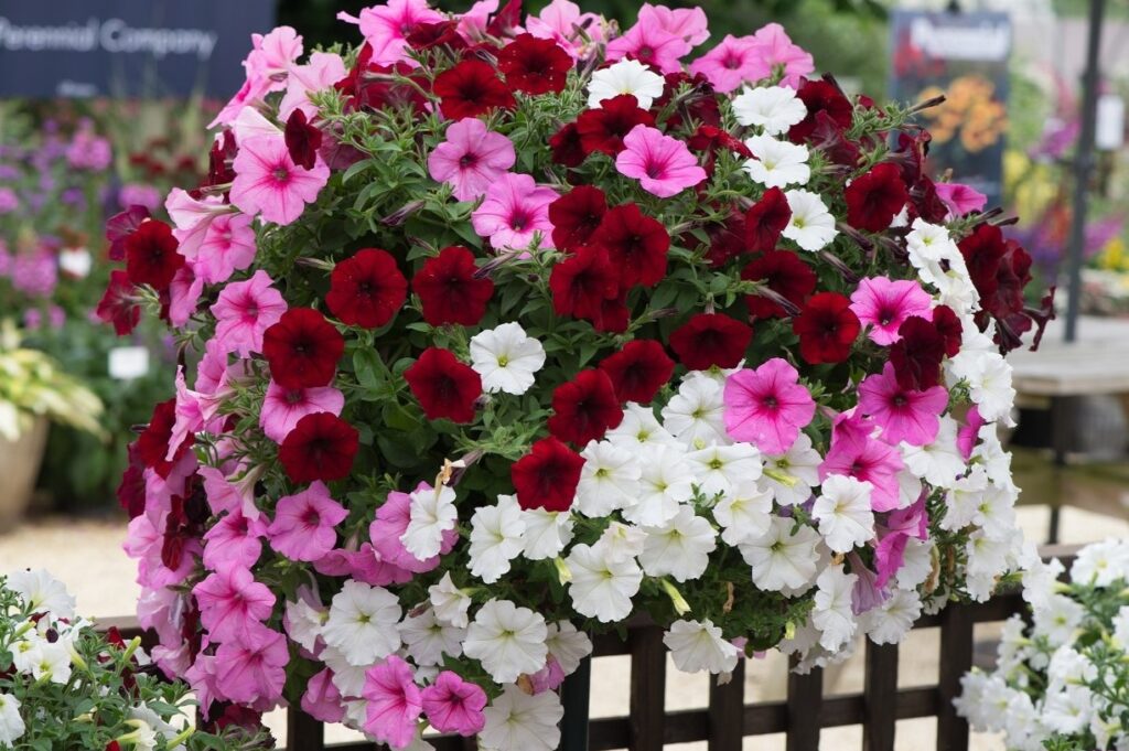 Petunia Easy Wave Mix Sweetheart F1Pellets - Premier Seeds Direct