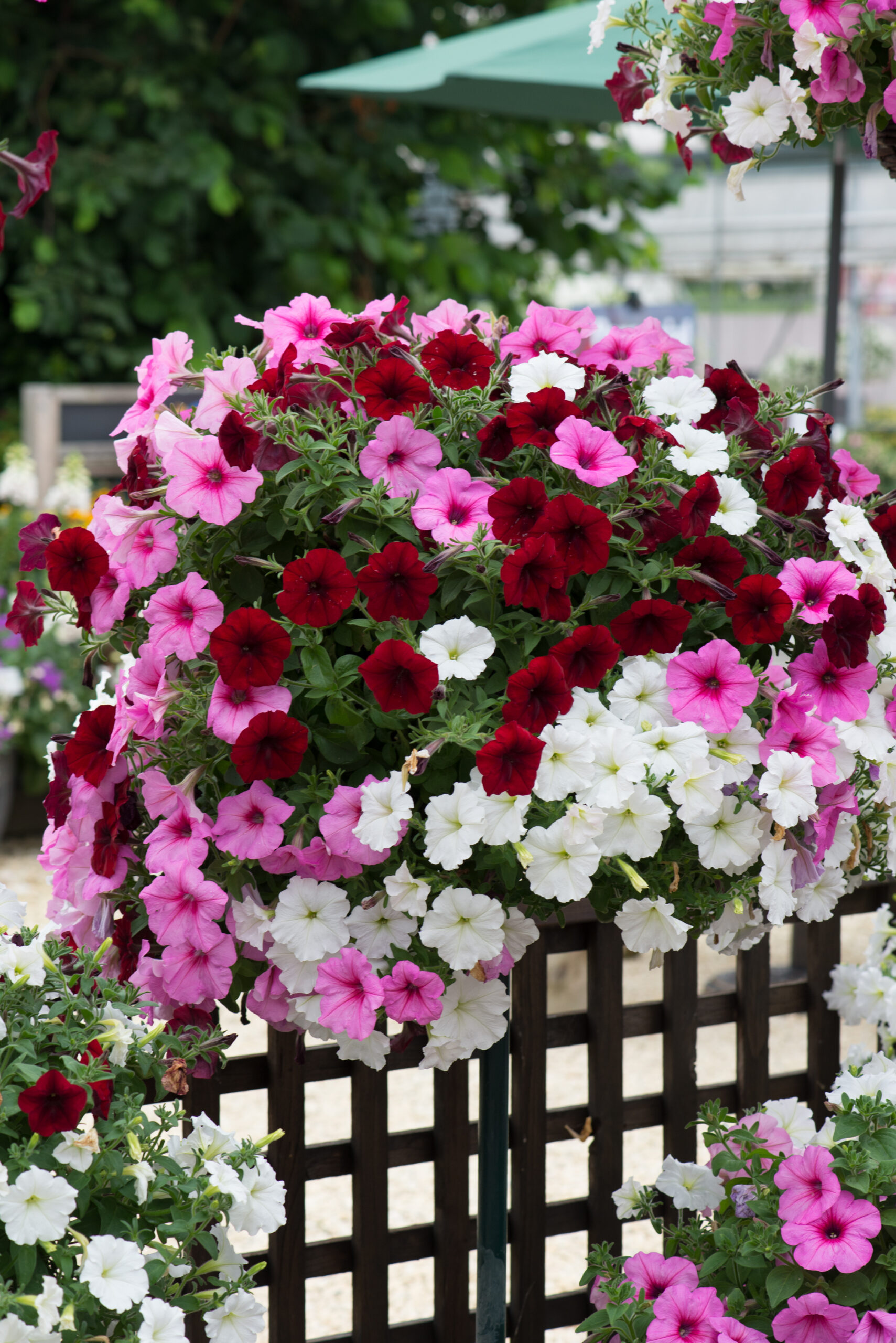 Petunia Easy Wave Mix Sweetheart F1Pellets - Premier Seeds Direct