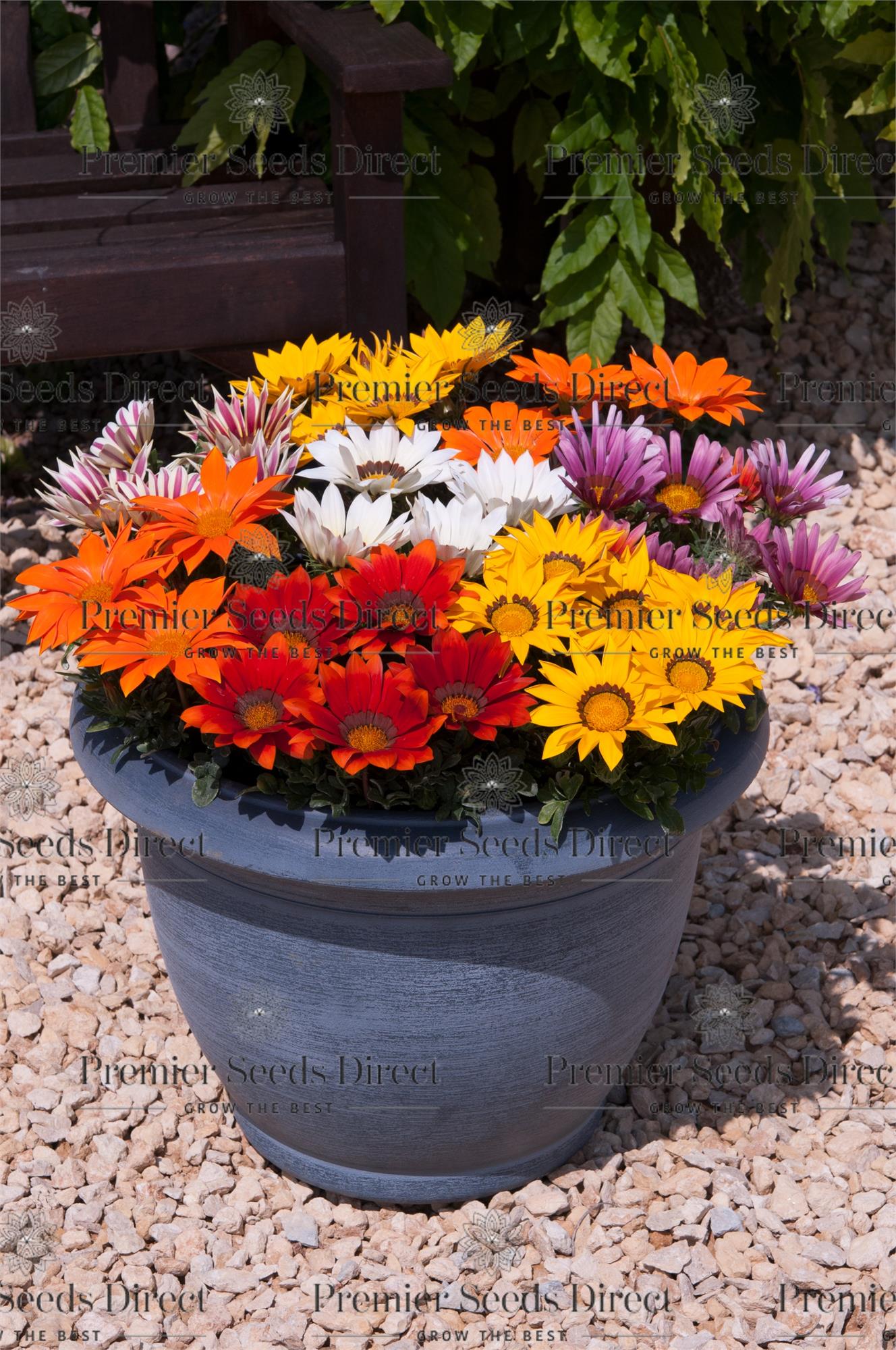 Gazania New Day Mix F1 - Premier Seeds Direct