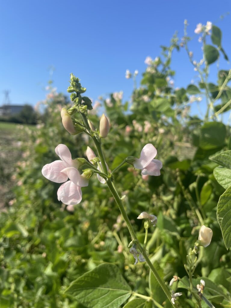 Runner Bean Sunset - Premier Seeds Direct