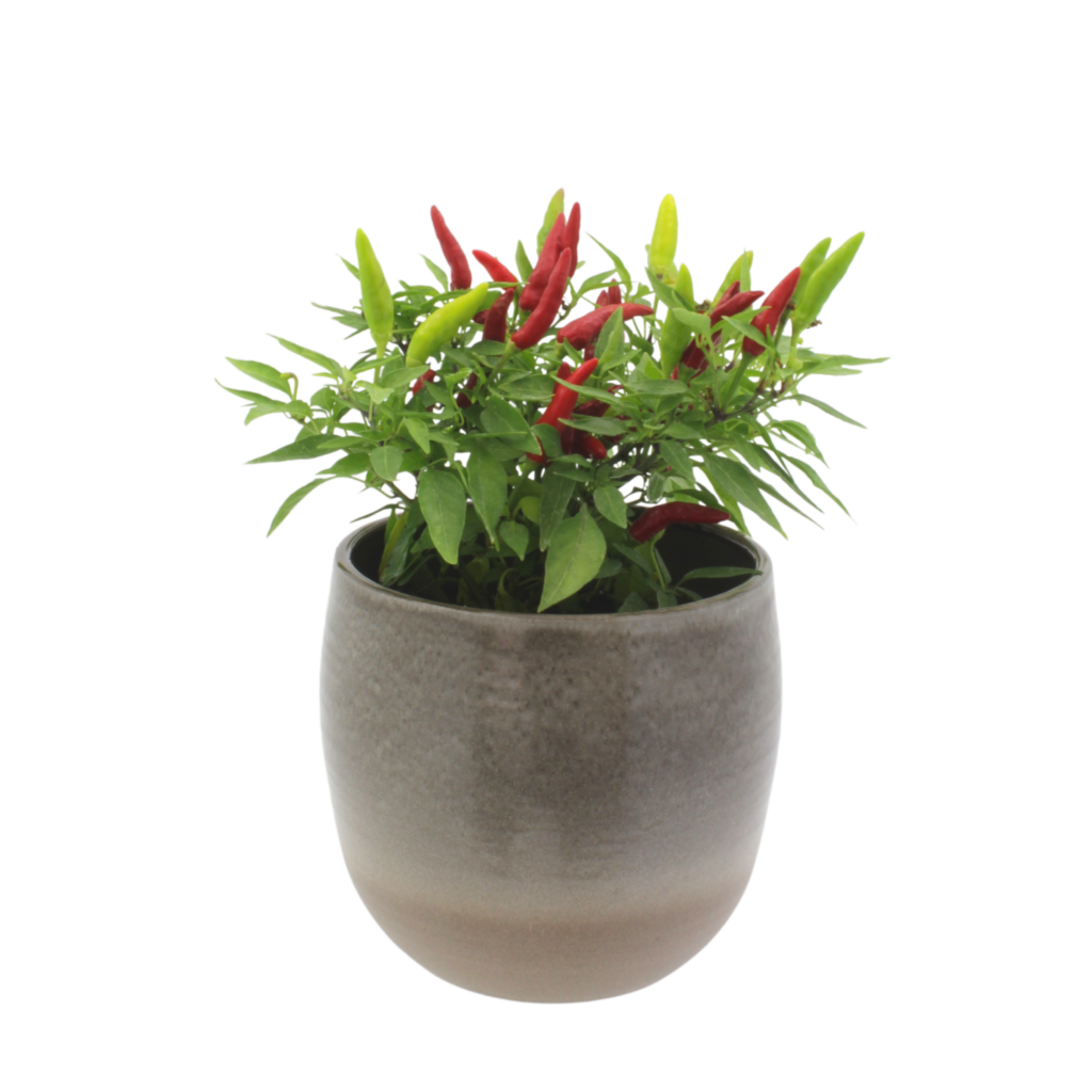 Pepper Hot Quickfire F1 - Premier Seeds Direct