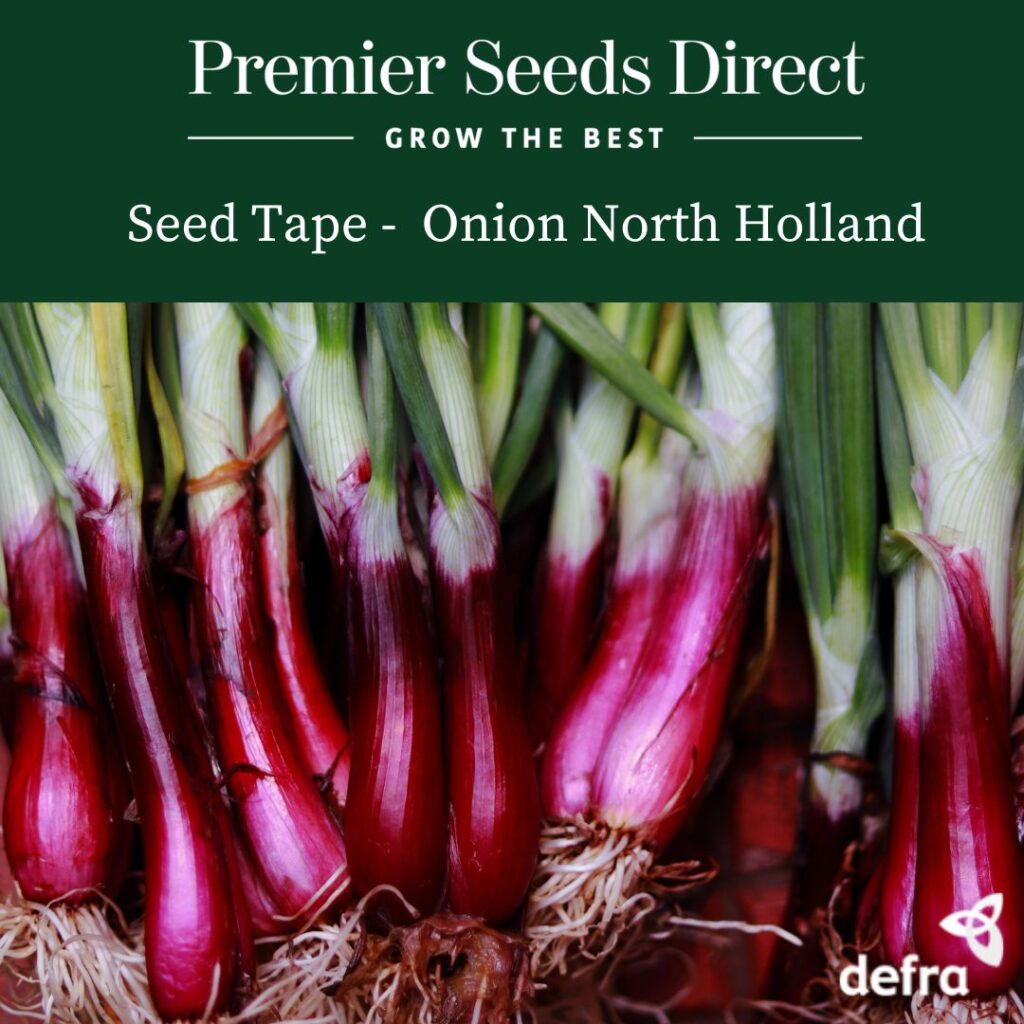 Onion North Holland Blood Red - Seed Tape 6M (3X2M)~ 370 Seeds ...