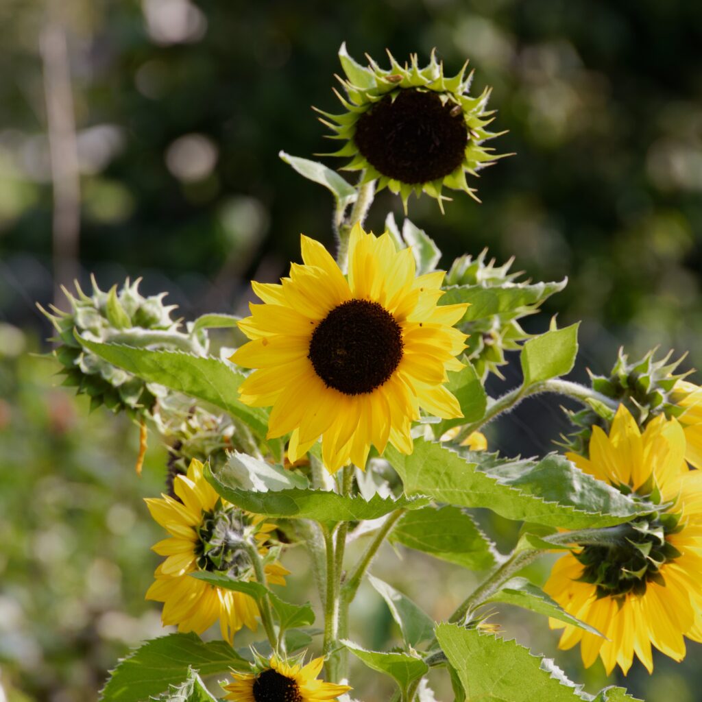 Sunflower Henry Wilde - Premier Seeds Direct