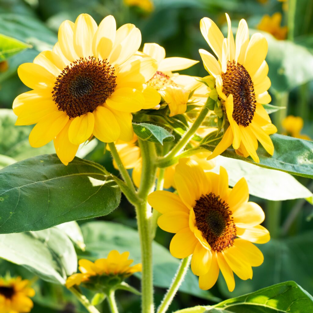 Sunflower Tanja Seeds - Premier Seeds Direct