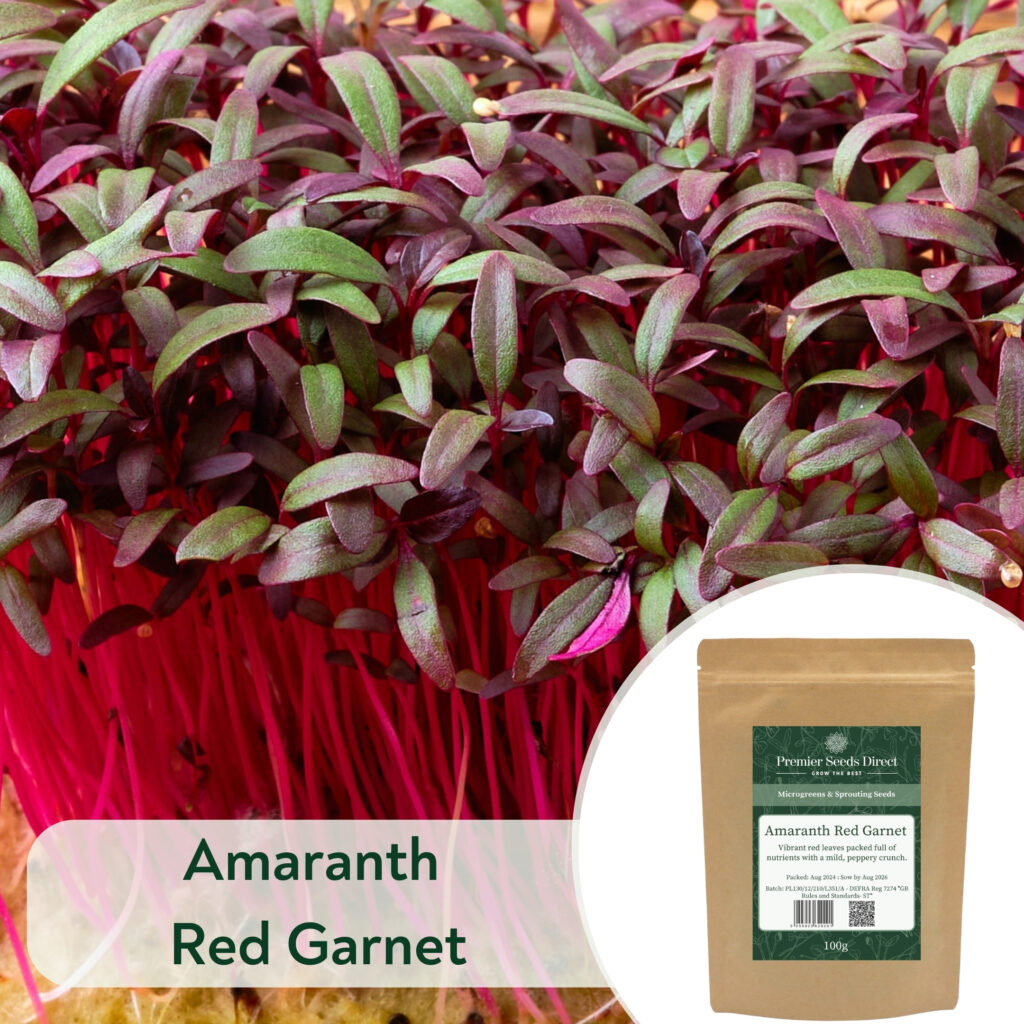 Amaranth Red Garnet - Microgreen/Sprouting - Premier Seeds Direct