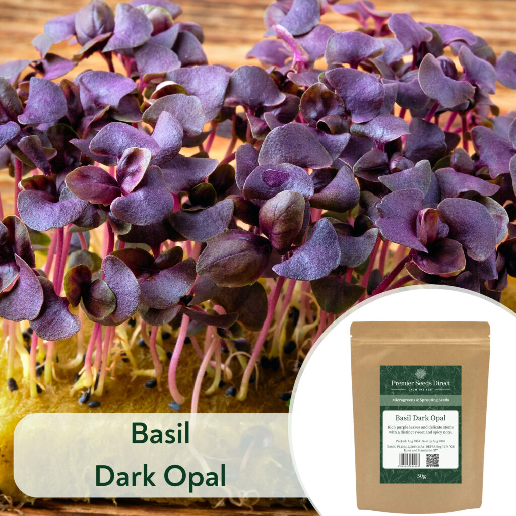 Basil Dark Opal - Microgreen/Sprouting - Premier Seeds Direct