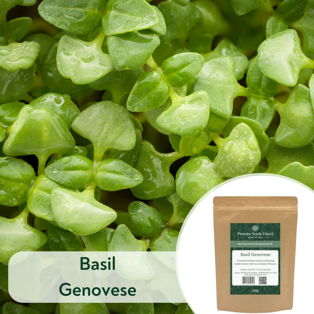 Basil Genovese - Microgreen/Sprouting - Premier Seeds Direct