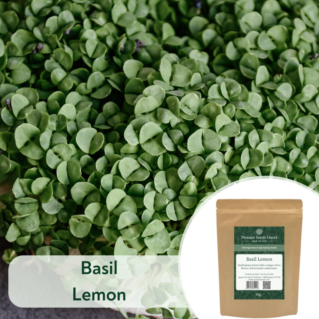 Basil Lemon - Microgreen/Sprouting - Premier Seeds Direct