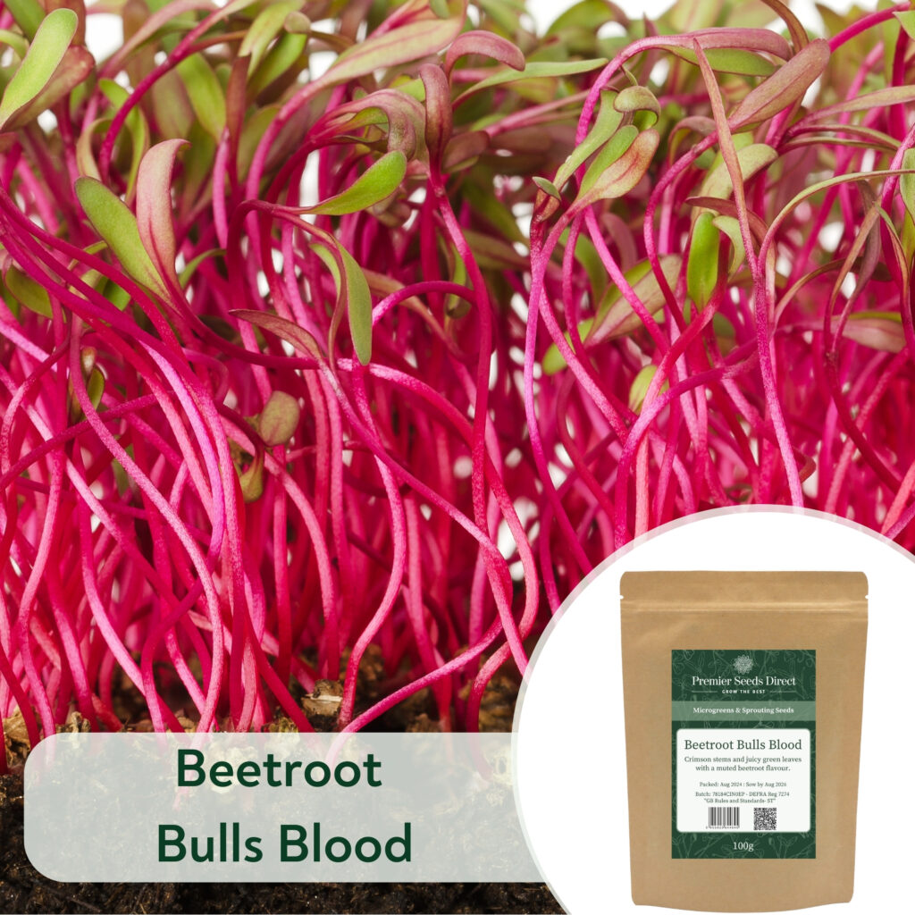 Beetroot Bulls Blood - Microgreen/Sprouting - Premier Seeds Direct