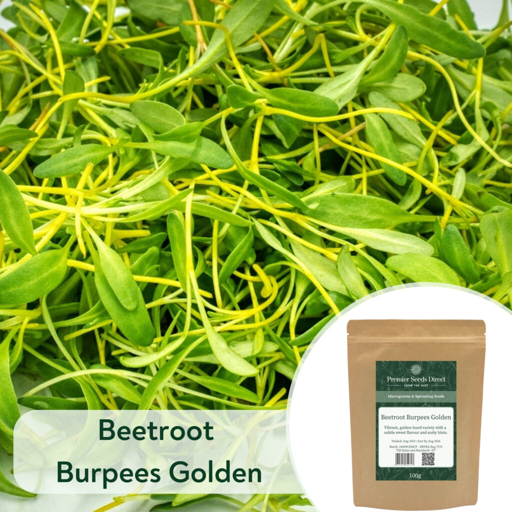 Beetroot Burpees Golden Microgreen Sprouting Premier Seeds Direct
