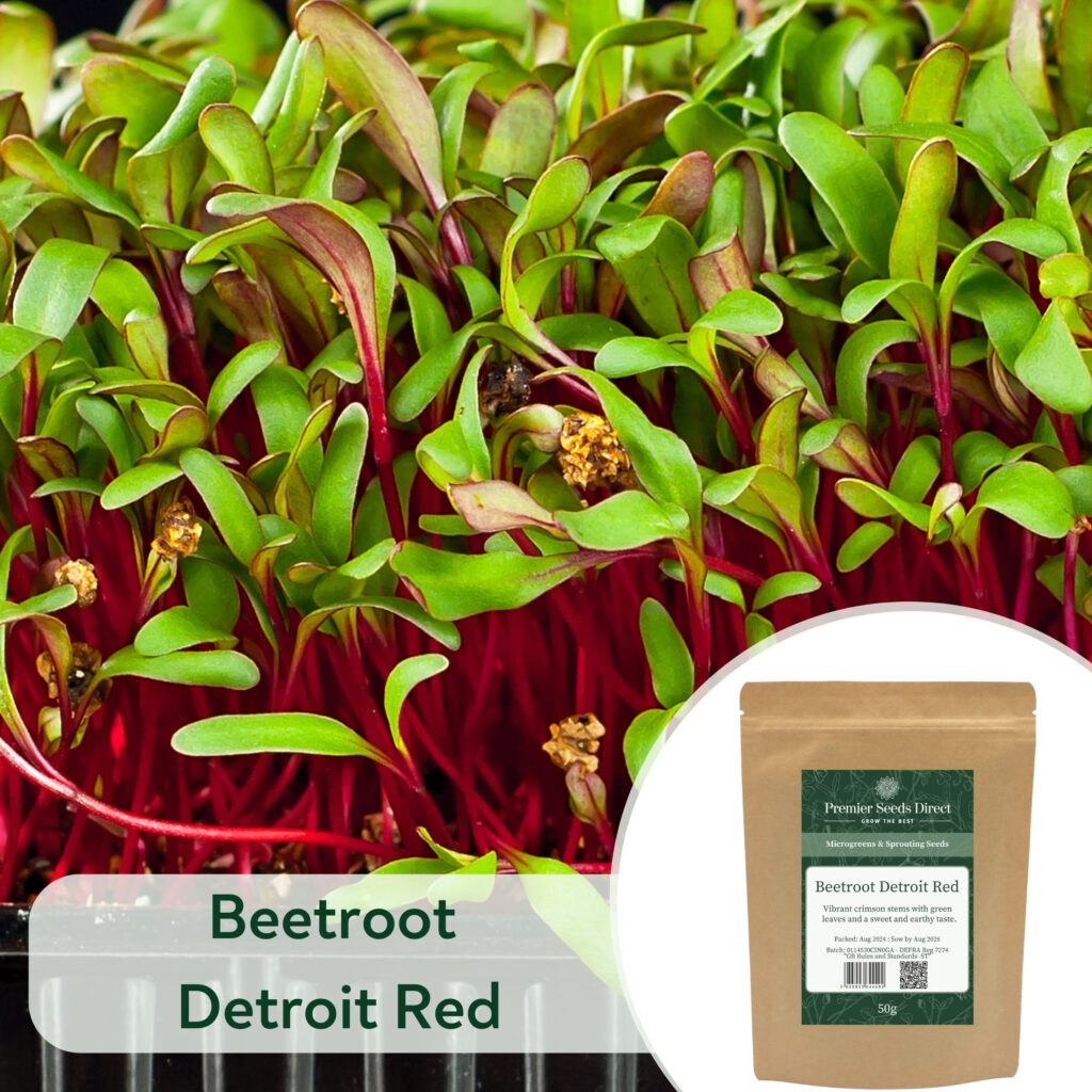 Beetroot Detroit Red- Microgreen/Sprouting - Premier Seeds Direct