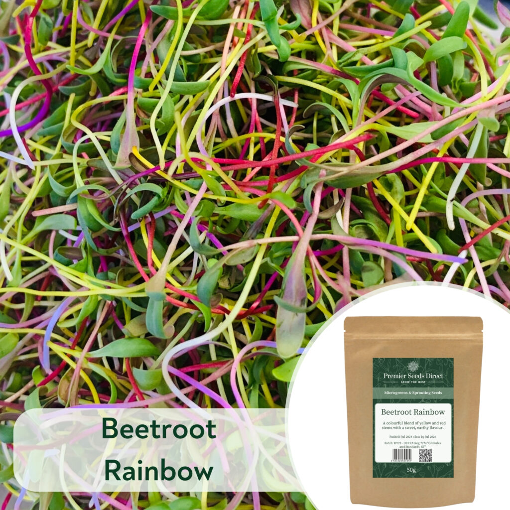 Beetroot Rainbow - Microgreen/Sprouting - Premier Seeds Direct