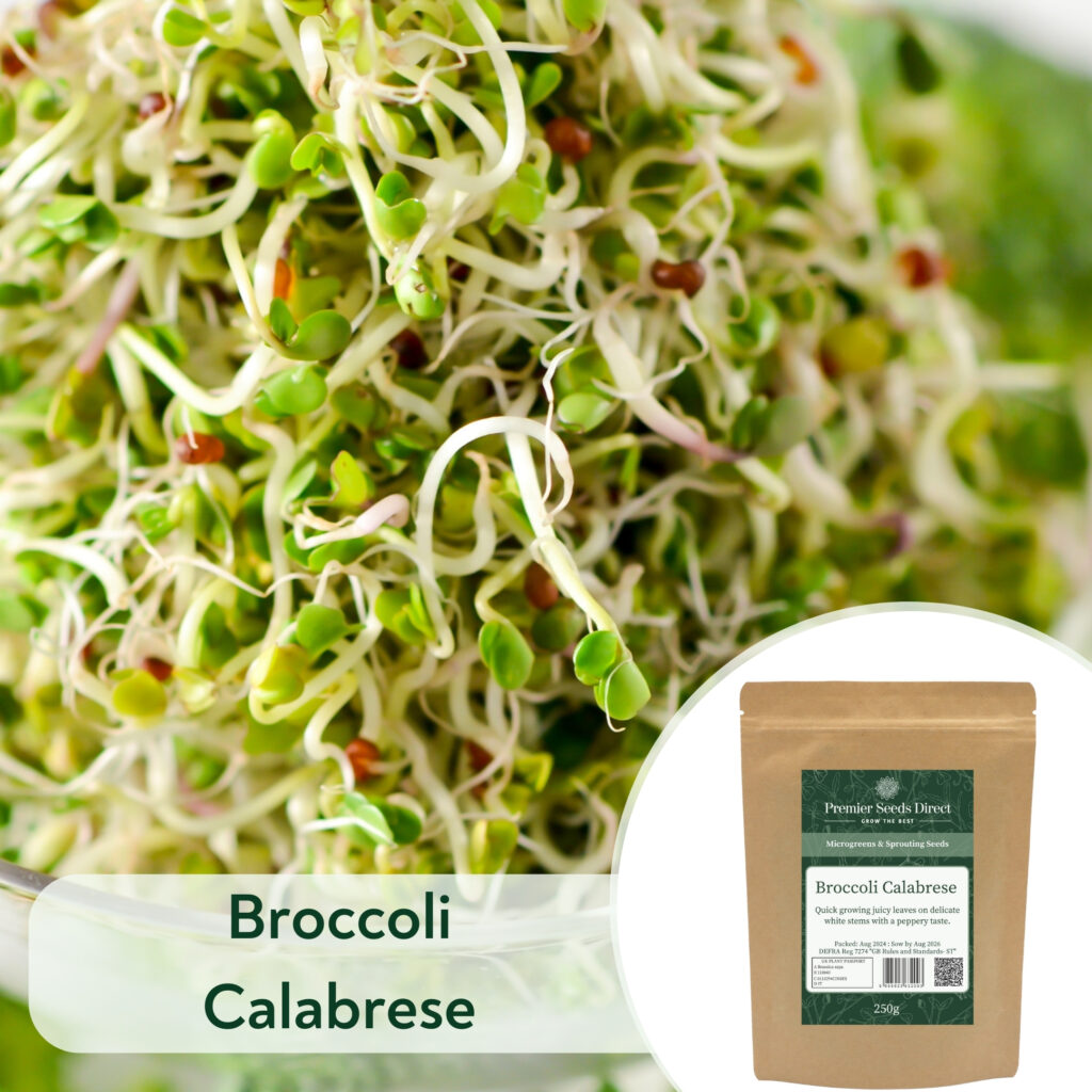 Broccoli Calabrese - Microgreen/Sprouting - Premier Seeds Direct