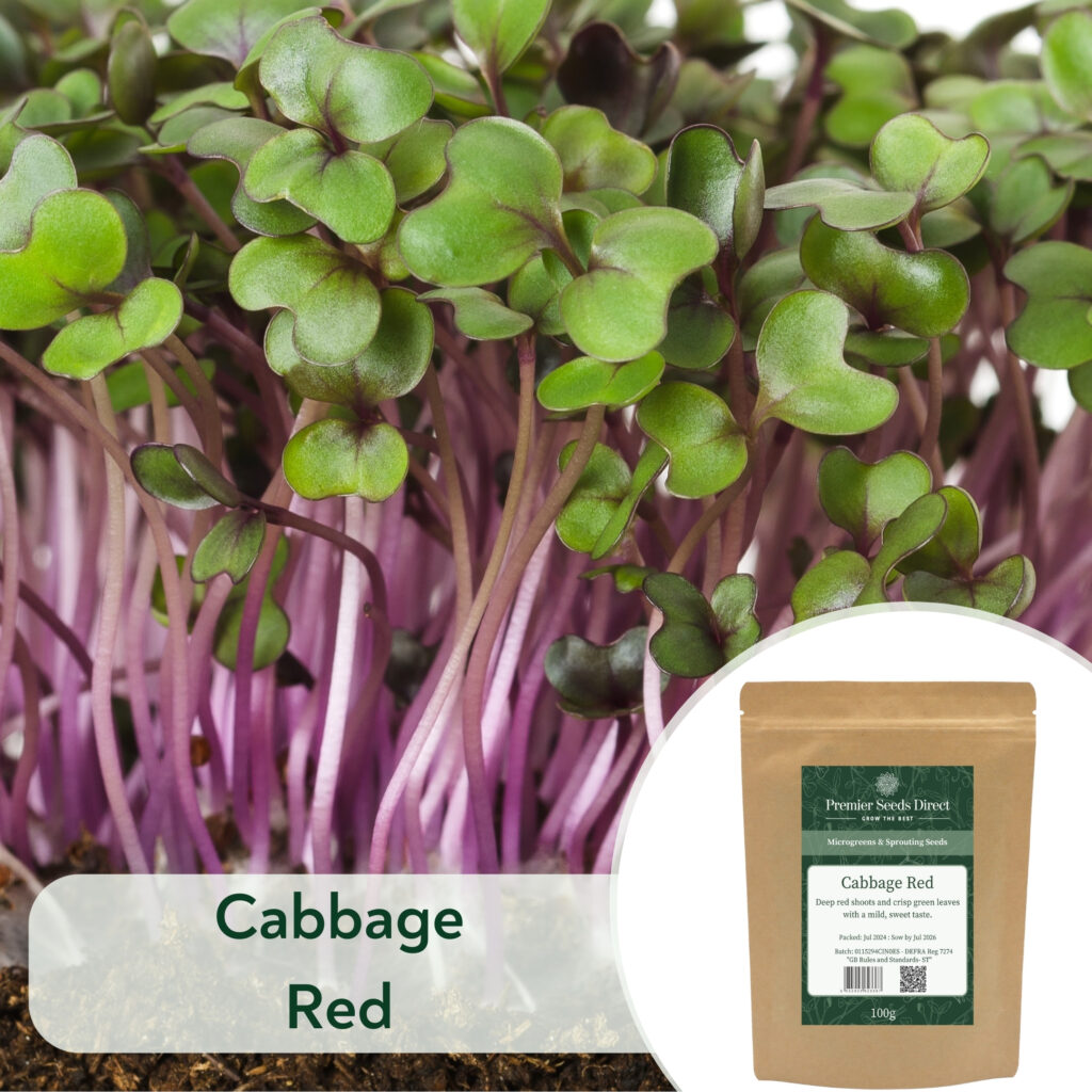Red Cabbage - Microgreen/Sprouting - Premier Seeds Direct
