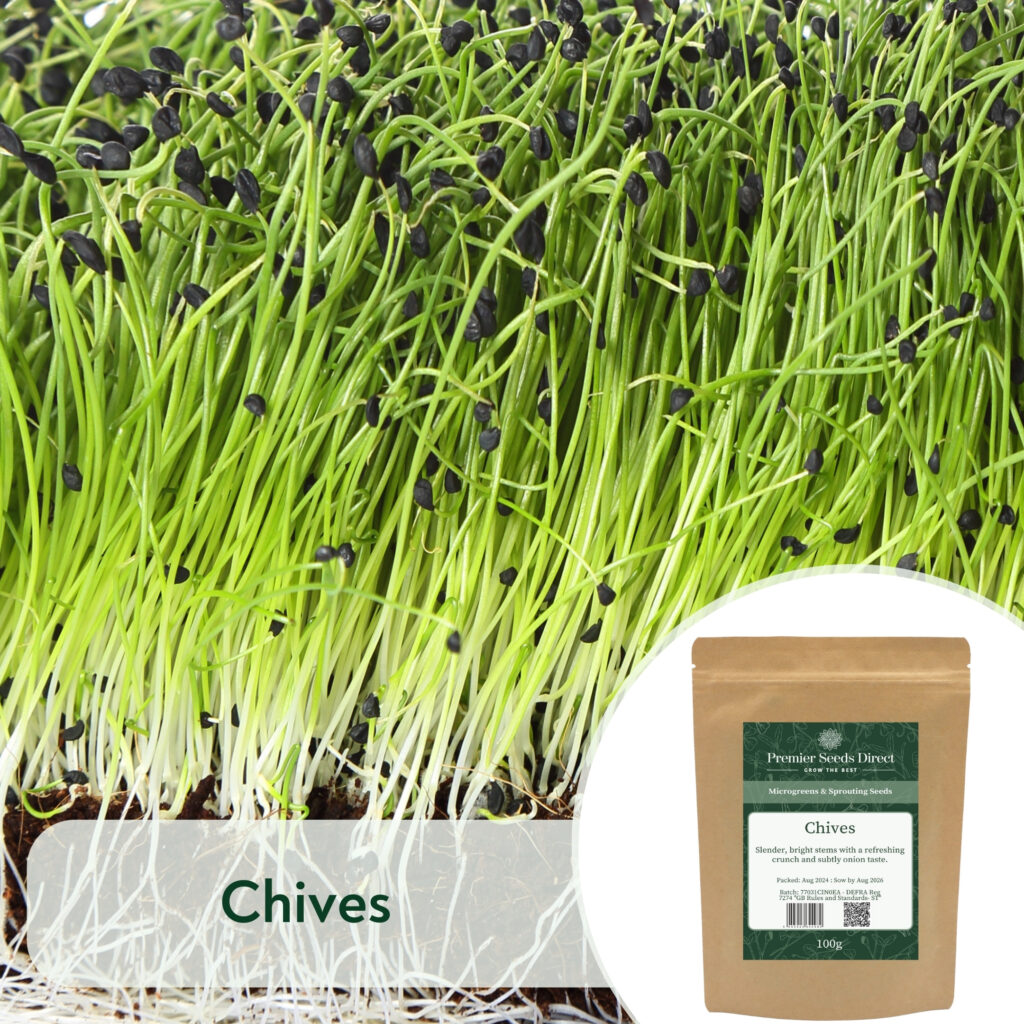 Chives - Microgreen/Sprouting - Premier Seeds Direct