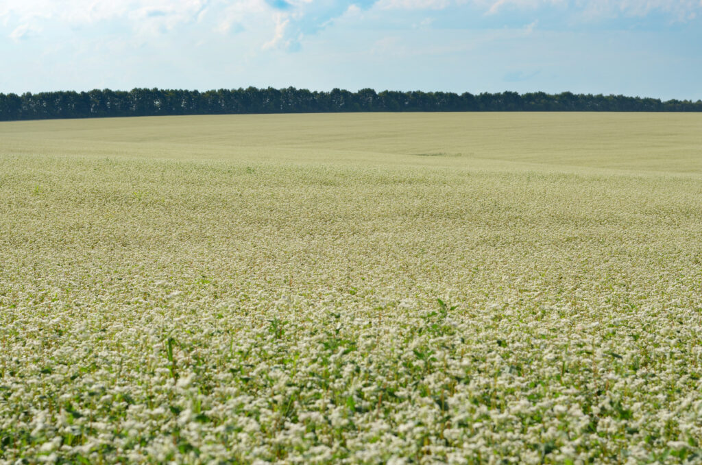 Green Manure Buckwheat - Premier Seeds Direct