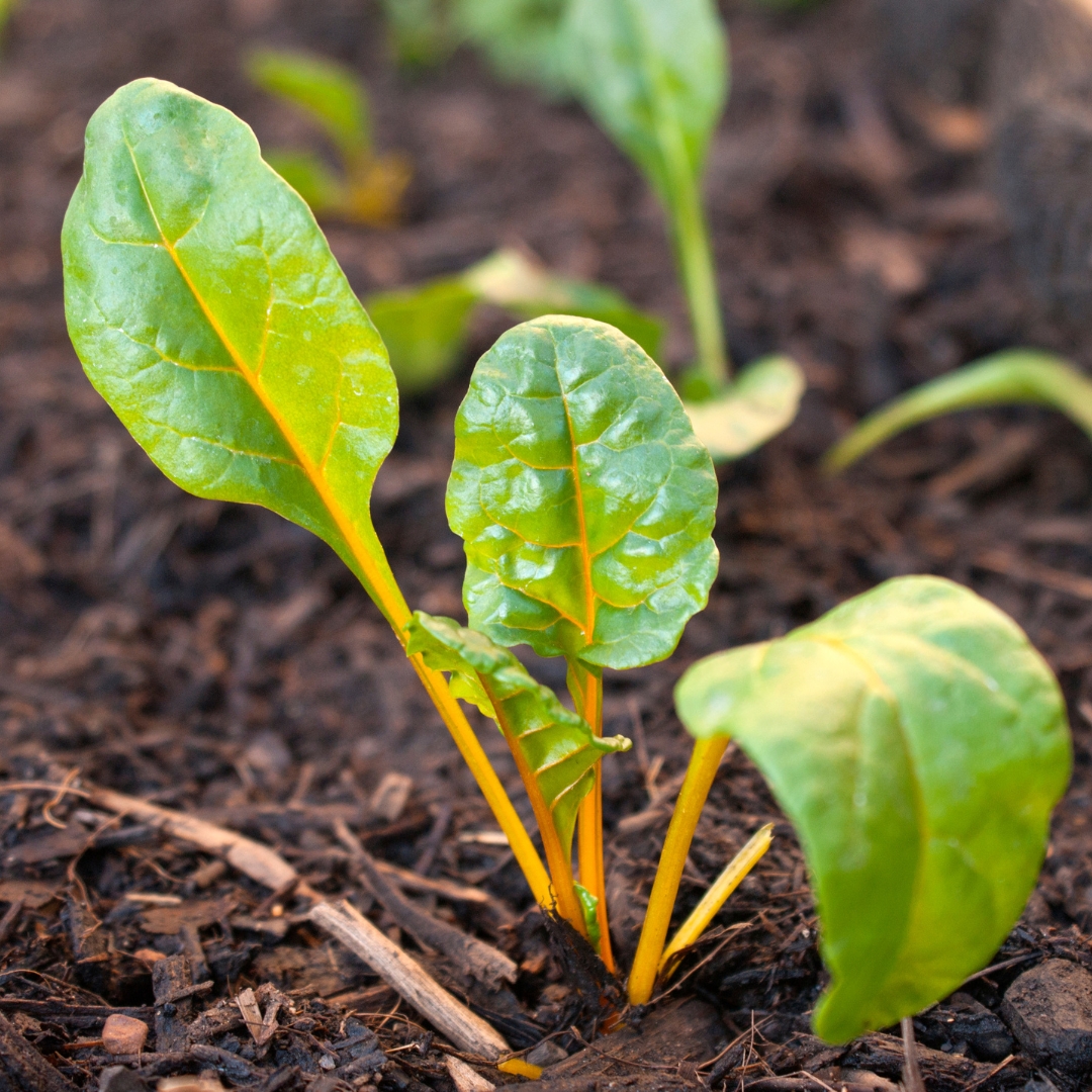 Vegetables to sow in May - Premier Seeds Direct