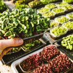 See our full vegetable range - Premier Seeds Direct