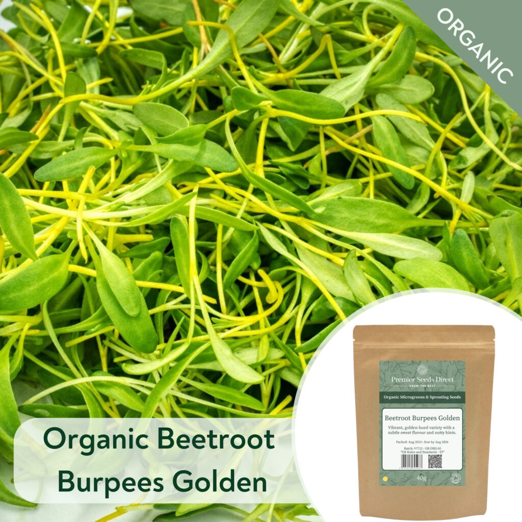 Organic Beetroot Burpees Golden - Microgreen/Sprouting - Premier Seeds ...