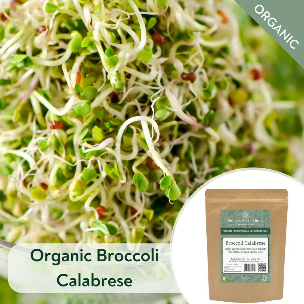 Organic Broccoli Calabrese - Microgreen/Sprouting - Premier Seeds Direct
