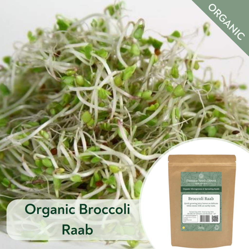 Organic Broccoli Raab - Microgreen/Sprouting - Premier Seeds Direct