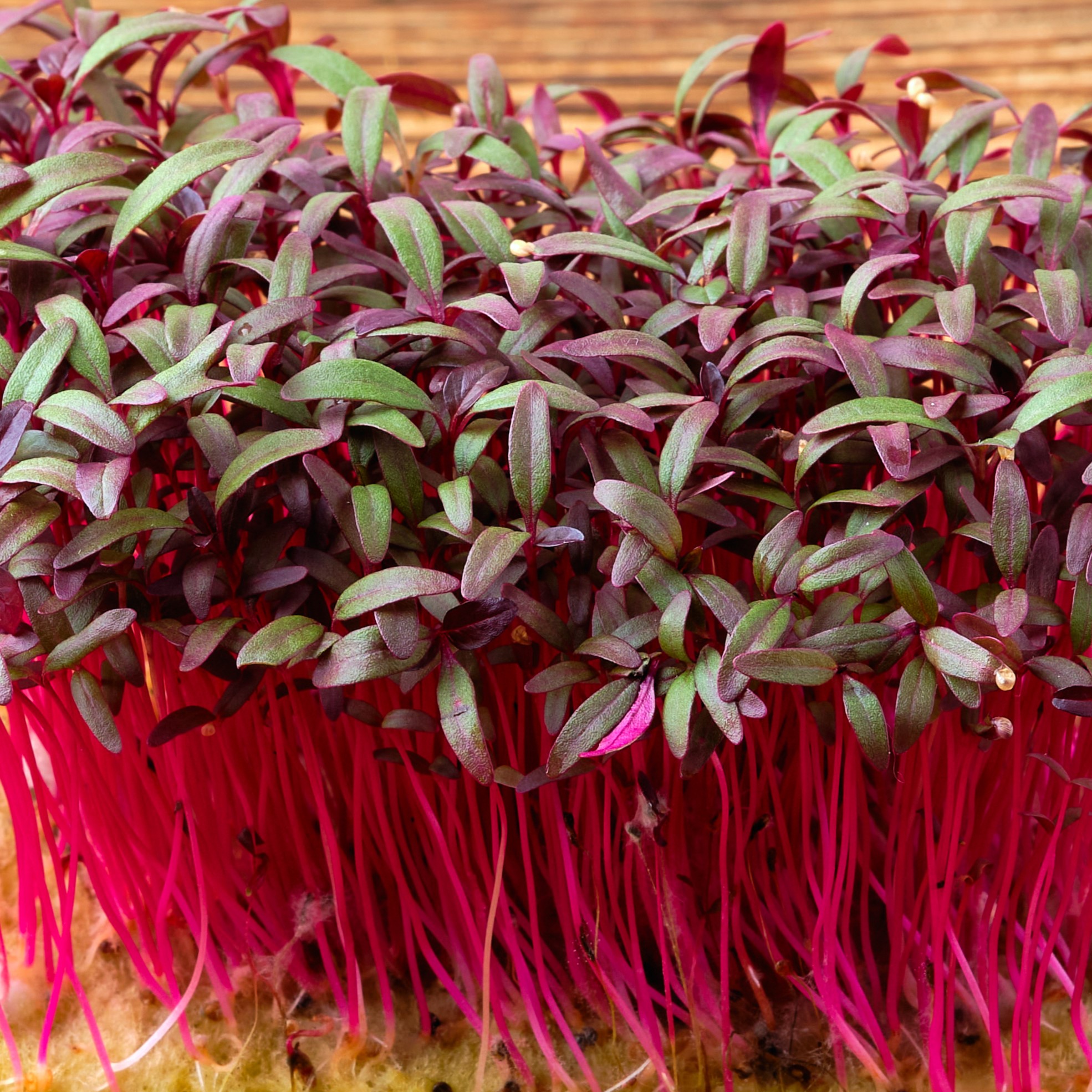 Sprouting / Micro Green Seeds -Amaranth Red Garnet - Premier Seeds Direct