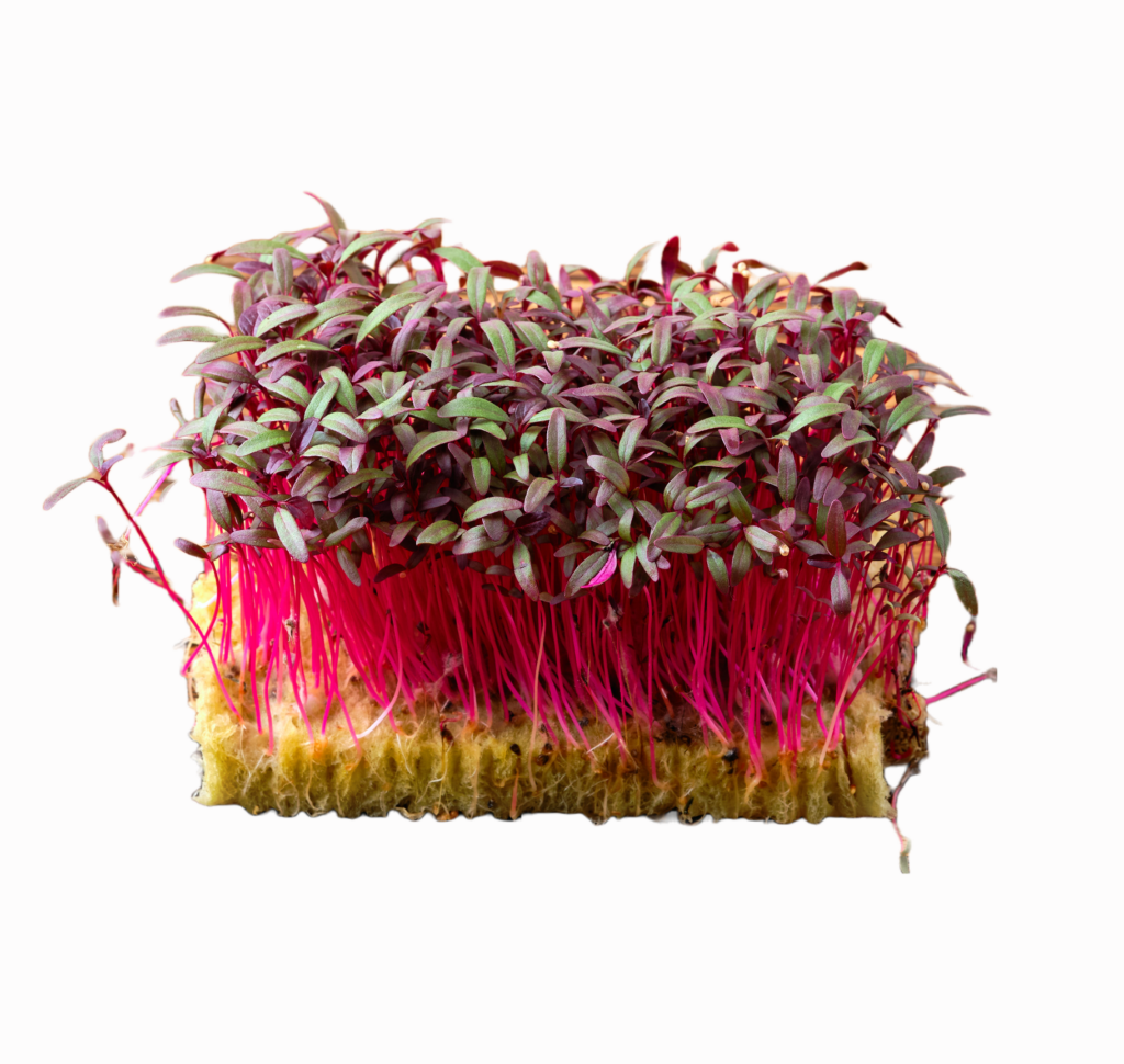 Sprouting / Micro Green Seeds -Amaranth Red Garnet - Premier Seeds Direct
