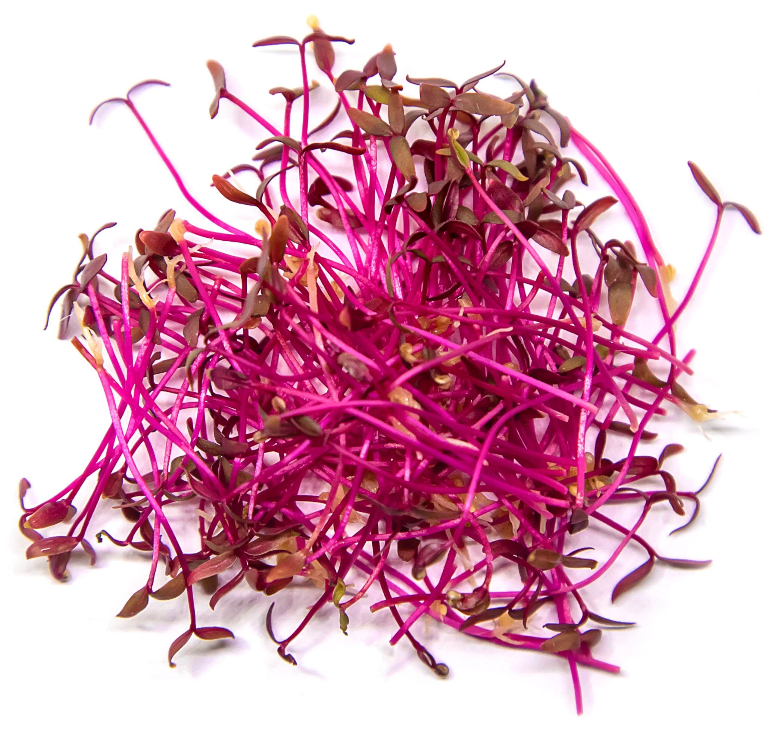 Sprouting / Micro Green Seeds -Amaranth Red Garnet - Premier Seeds Direct