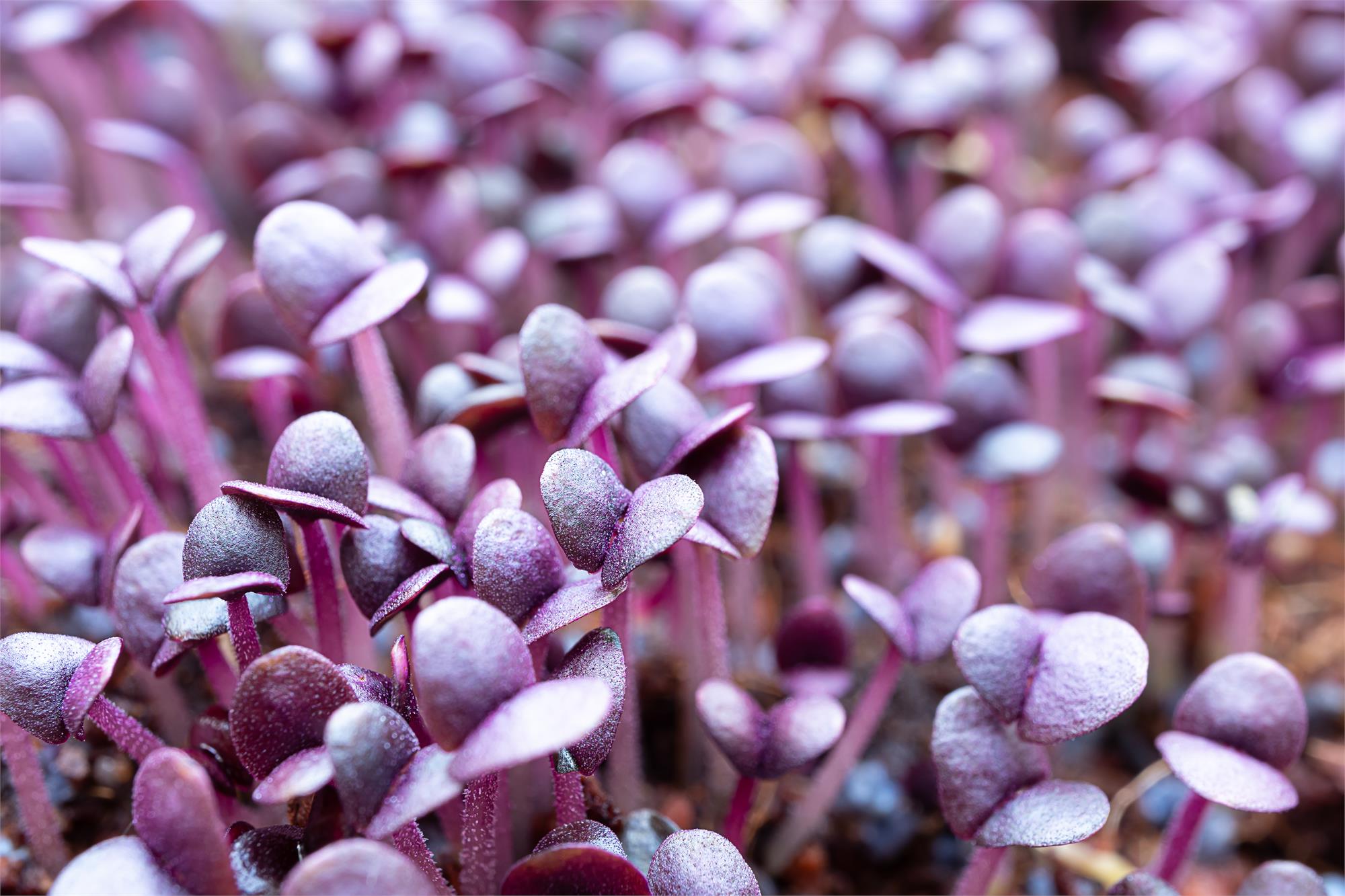 Basil Dark Opal - Microgreen/Sprouting - Premier Seeds Direct