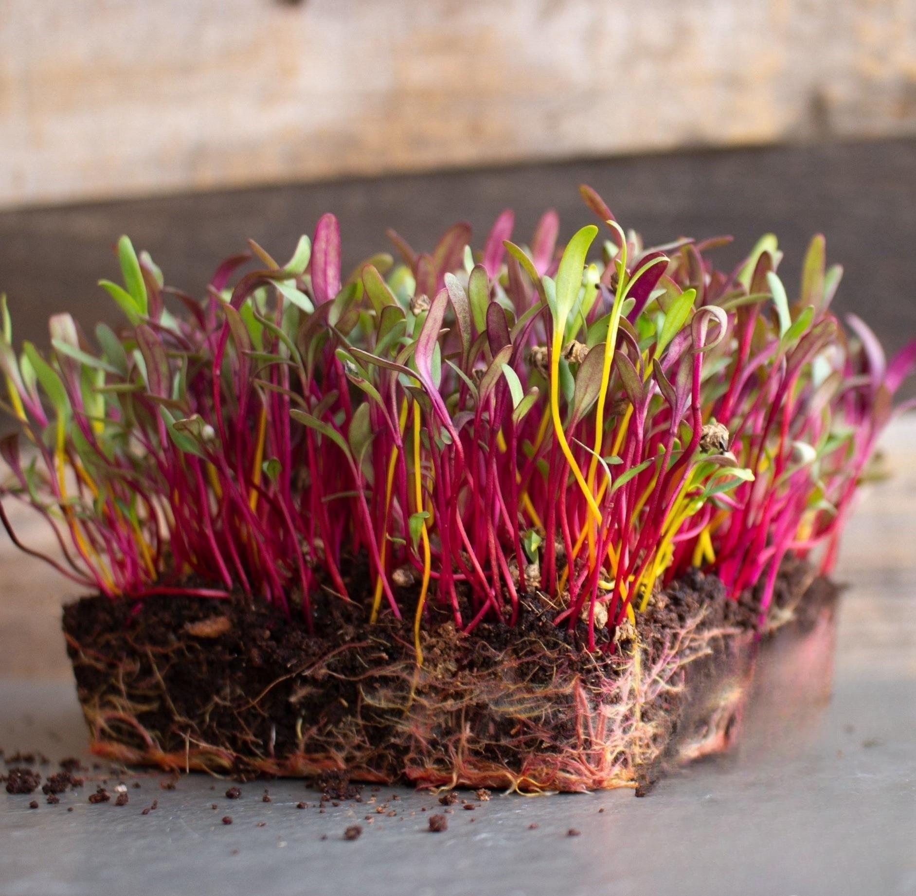 Microgreen Beetroot Rainbow - Premier Seeds Direct