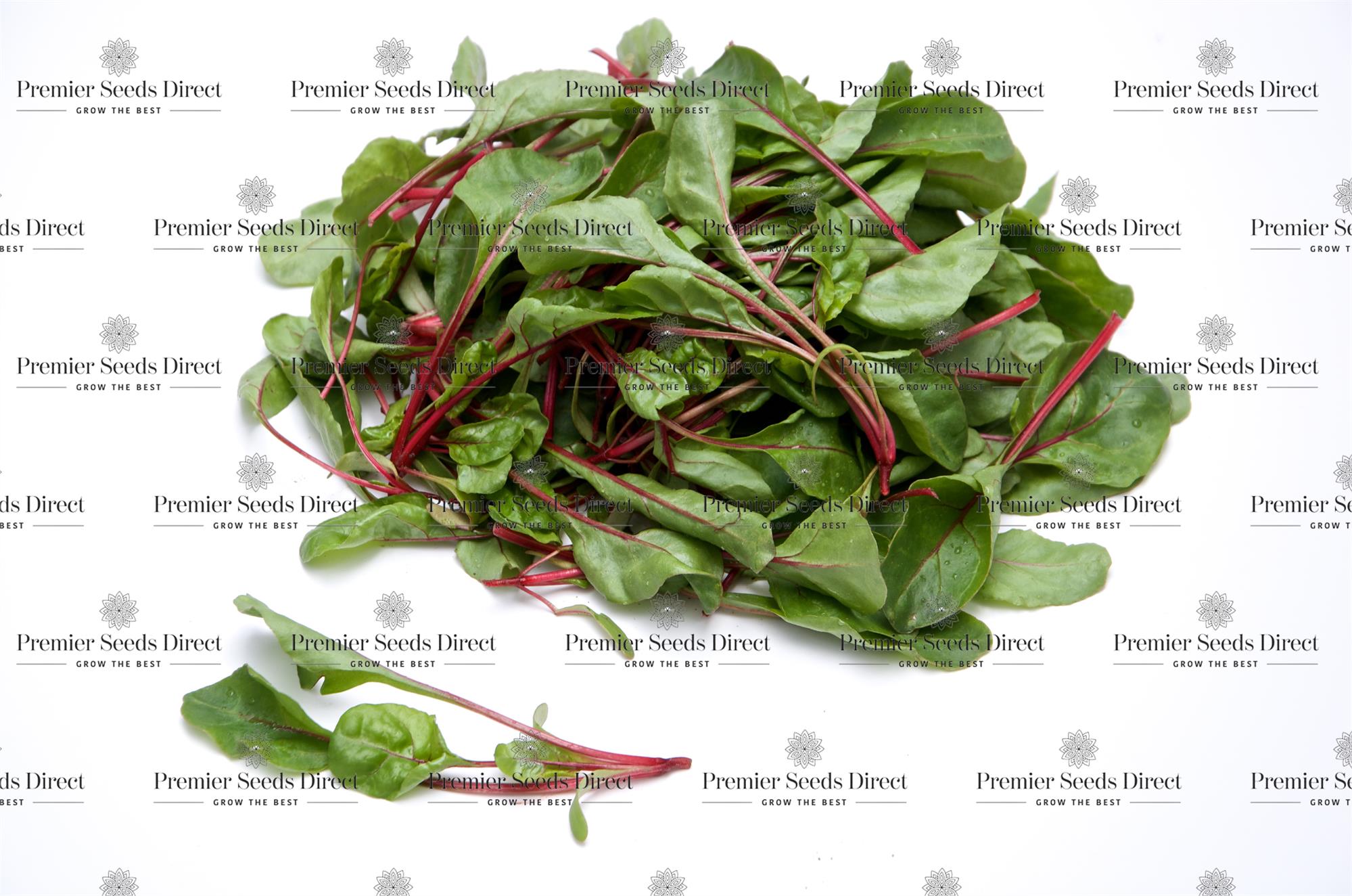 Swiss chard Fire Fresh - Microgreen/Sprouting - Premier Seeds Direct