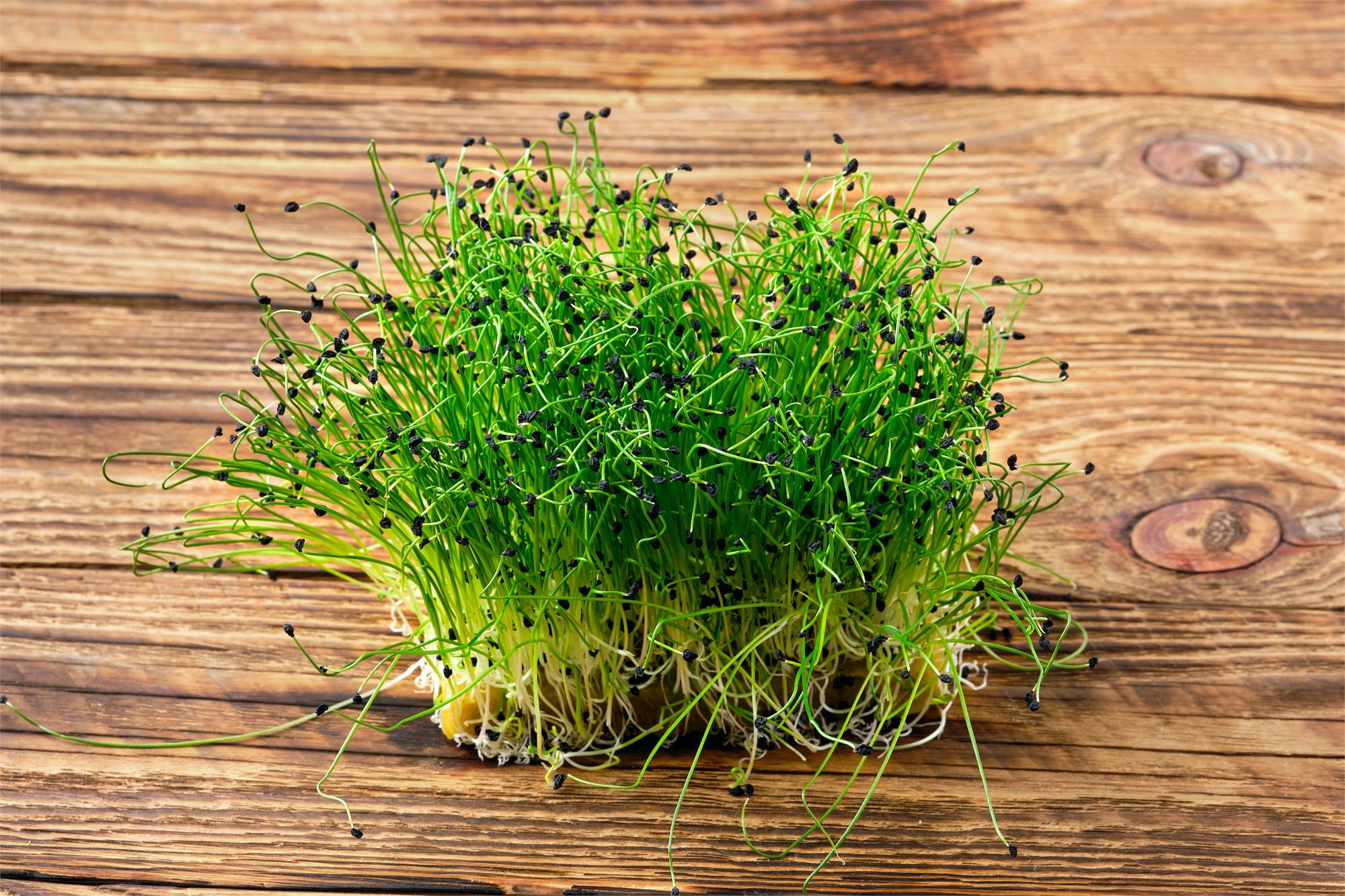 Microgreen Seeds Chives - Premier Seeds Direct