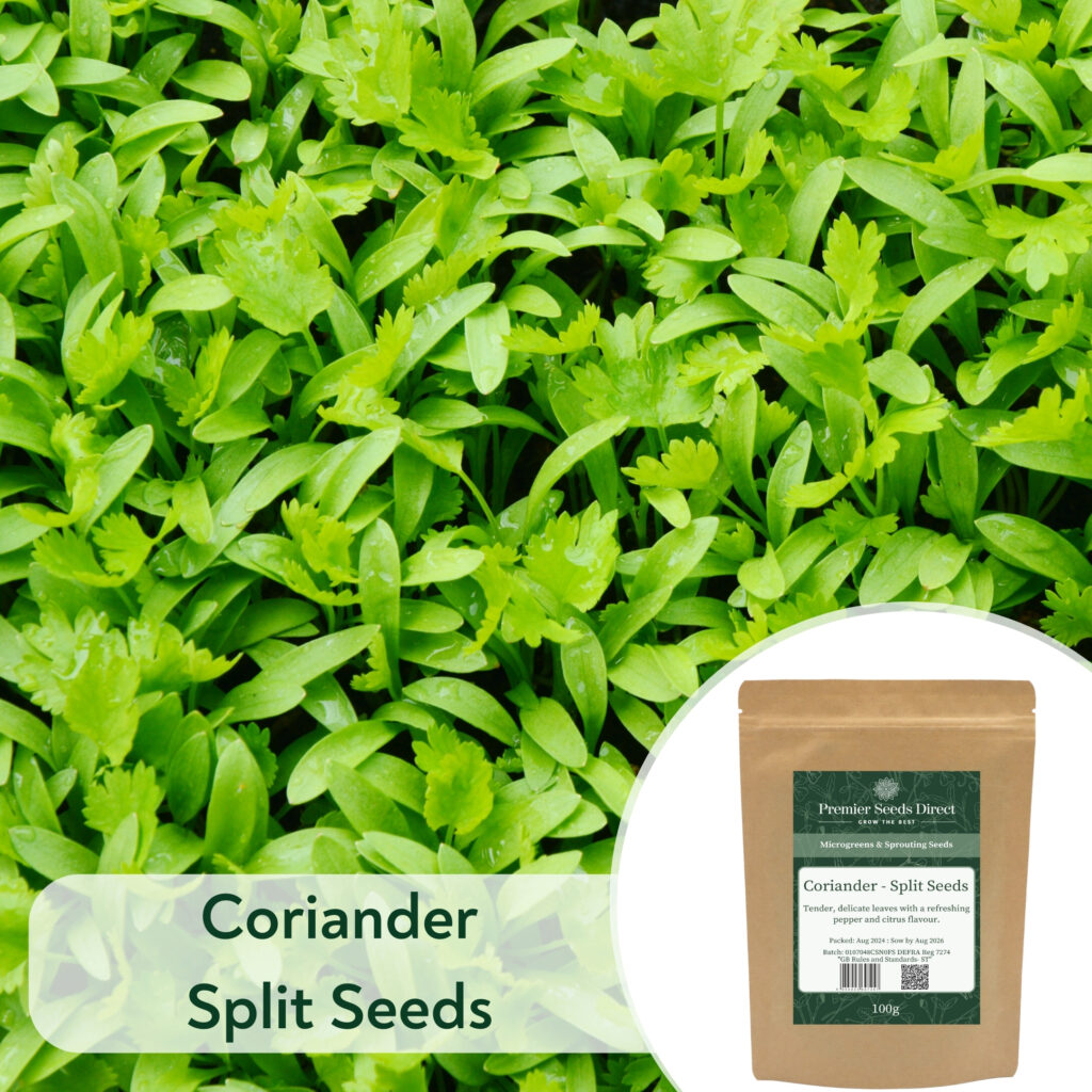 Coriander Split Seed - Microgreen/Sprouting - Premier Seeds Direct