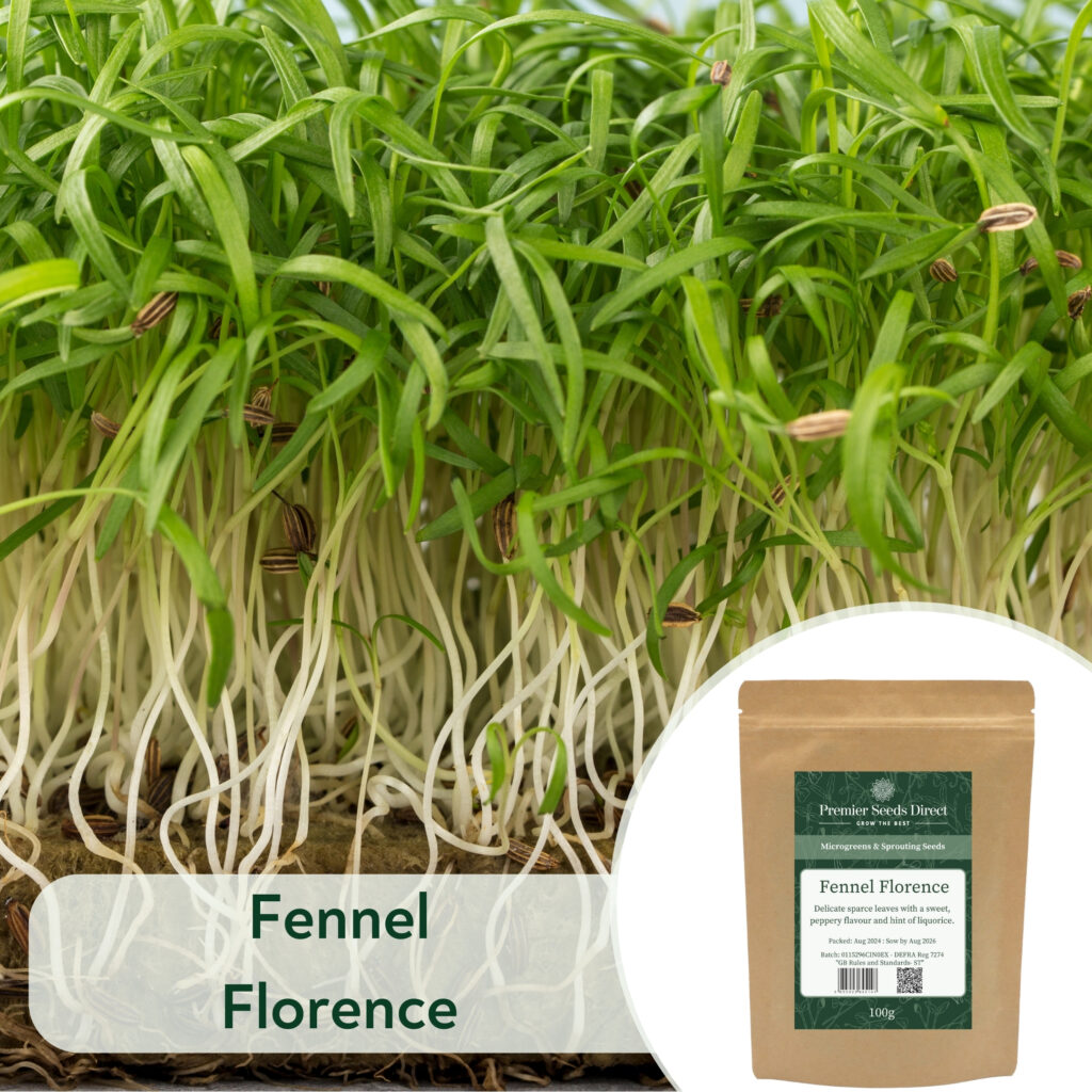 Fennel Florence - Microgreen/Sprouting - Premier Seeds Direct