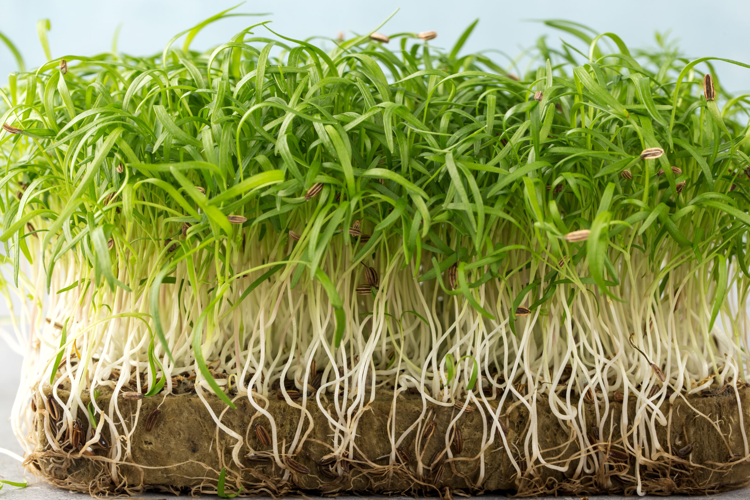 Micro Fennel Florence - Premier Seeds Direct