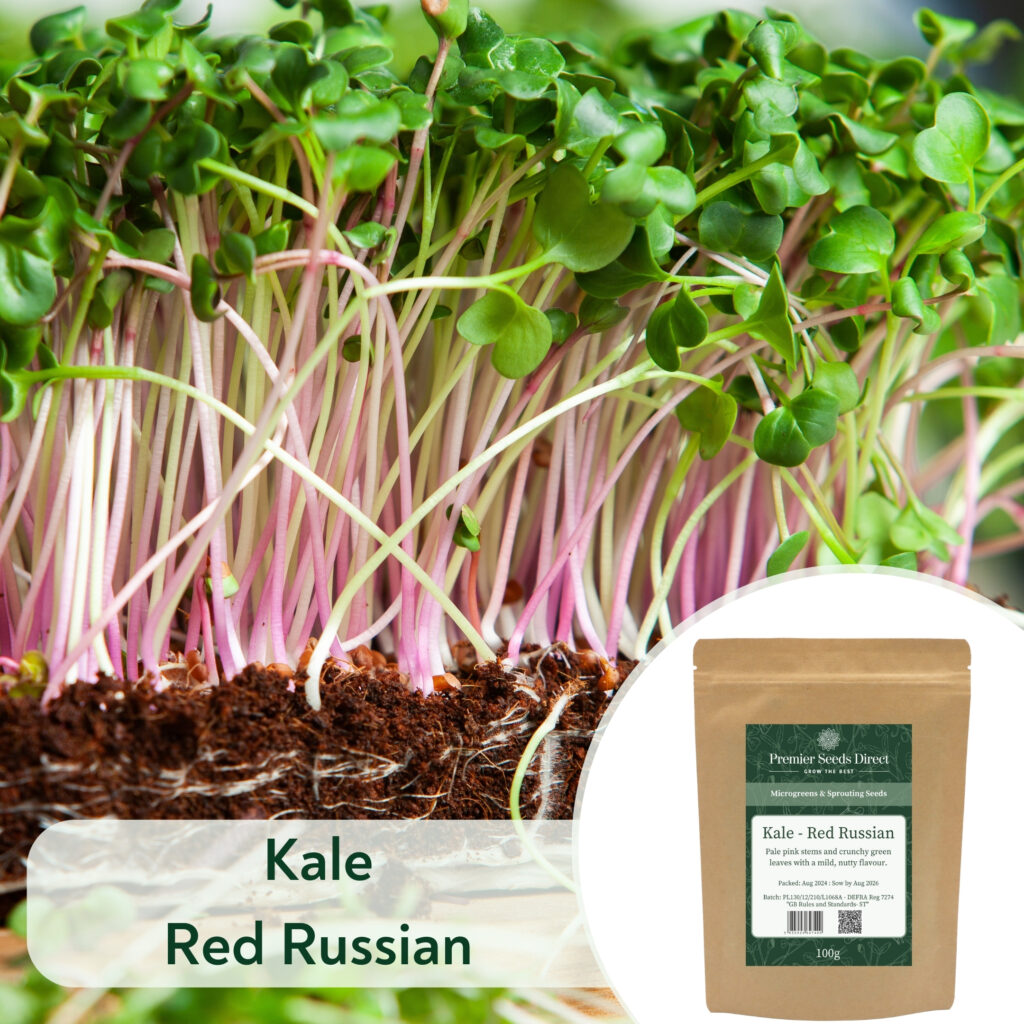 Kale Red Russian - Microgreen/Sprouting - Premier Seeds Direct