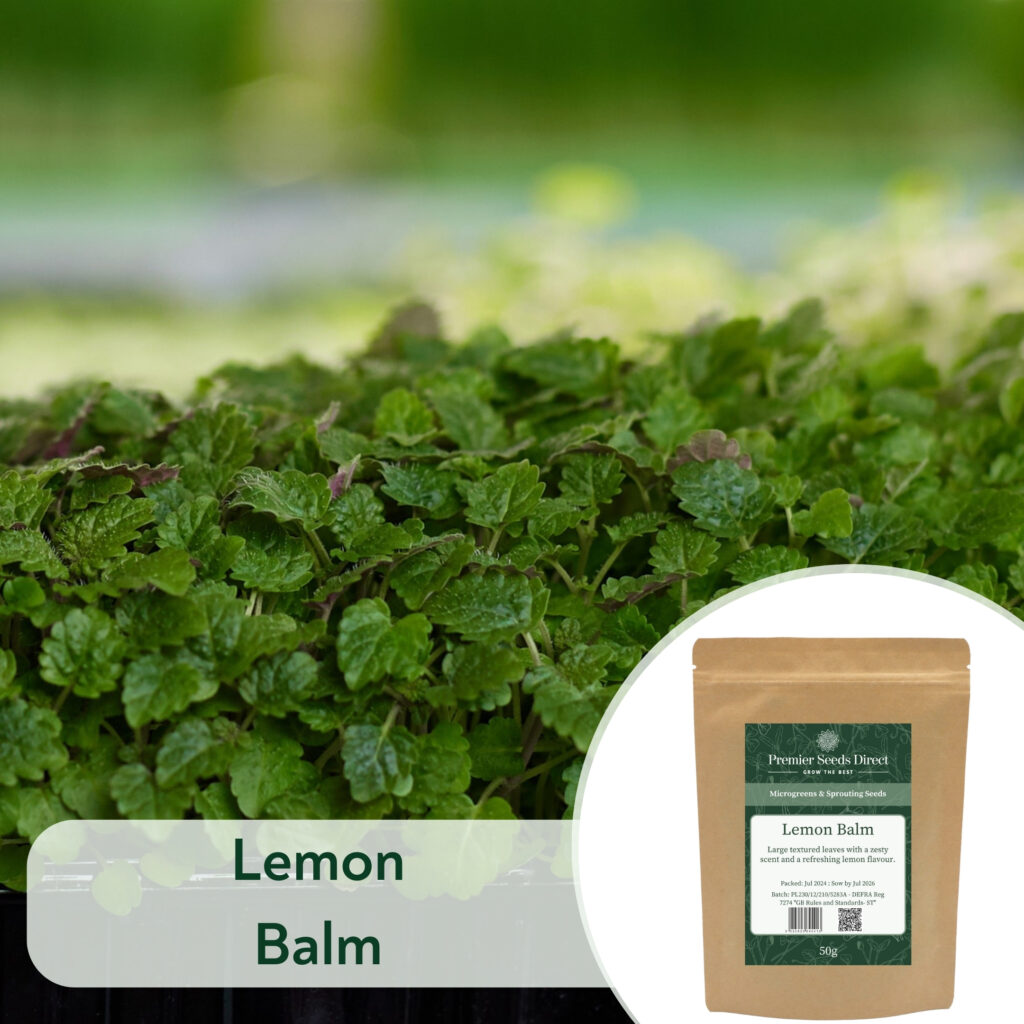 Lemon Balm - Microgreen/Sprouting - Premier Seeds Direct