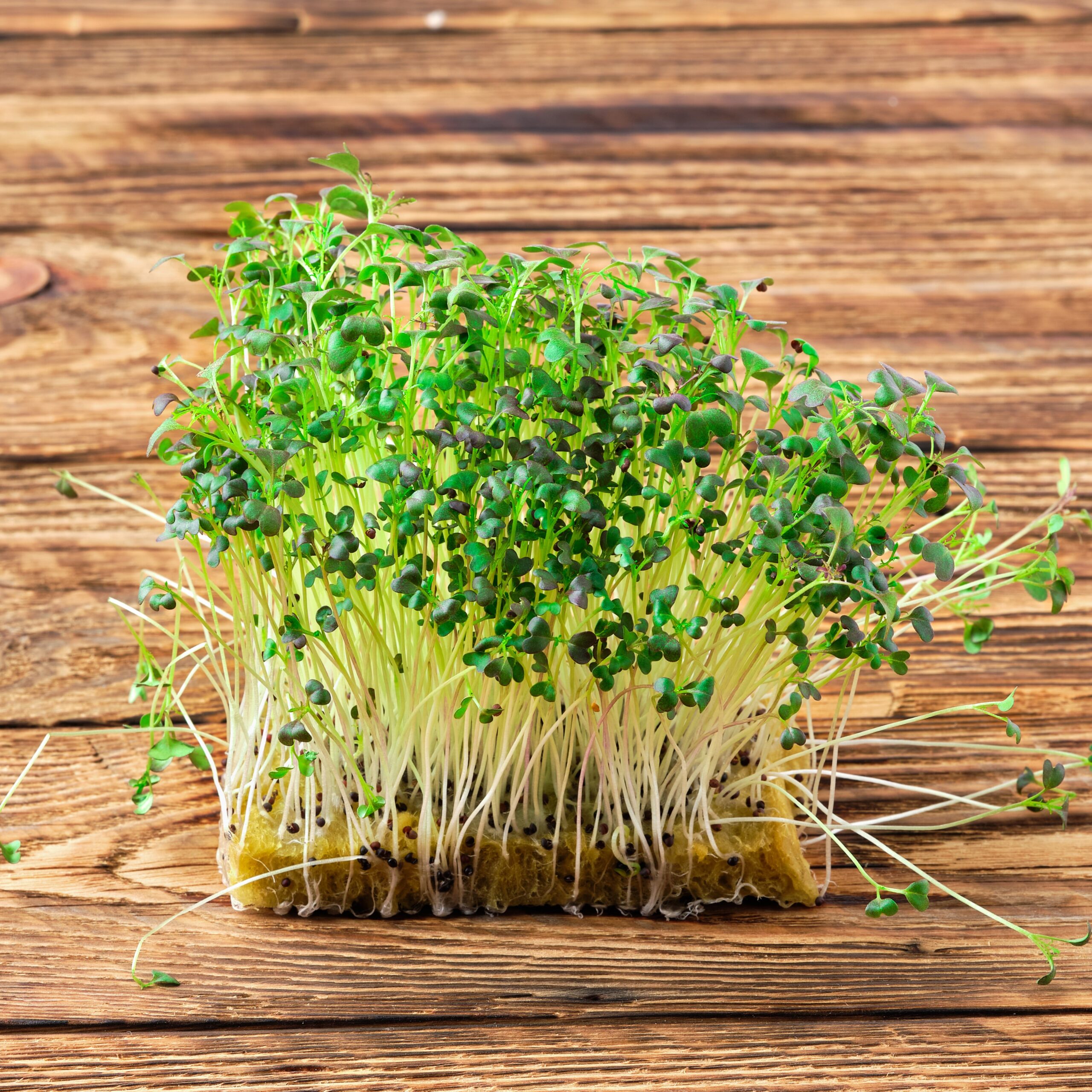 Micro Mustard Mizuna - Premier Seeds Direct