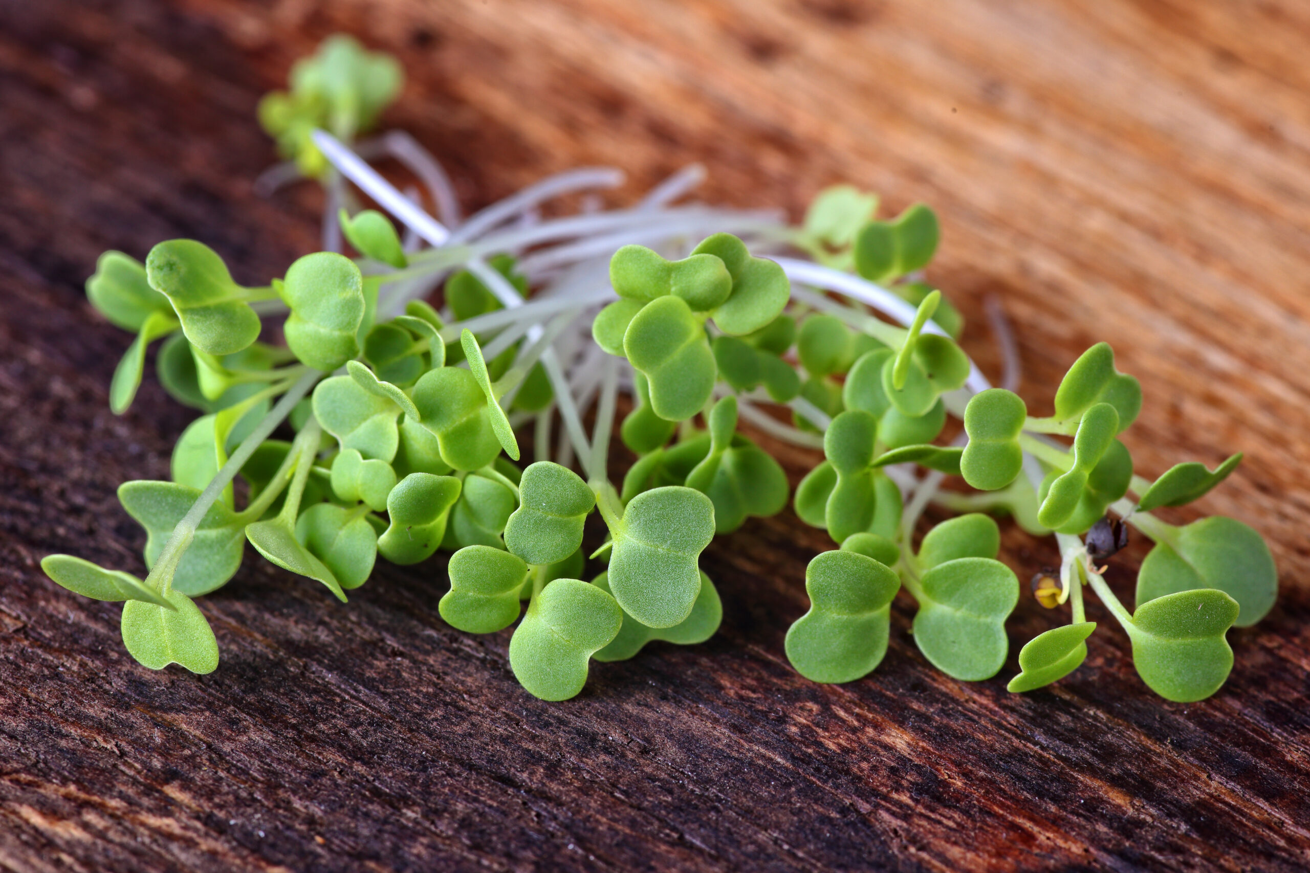 Microgreen Mustard Wasabina seeds - Premier Seeds Direct