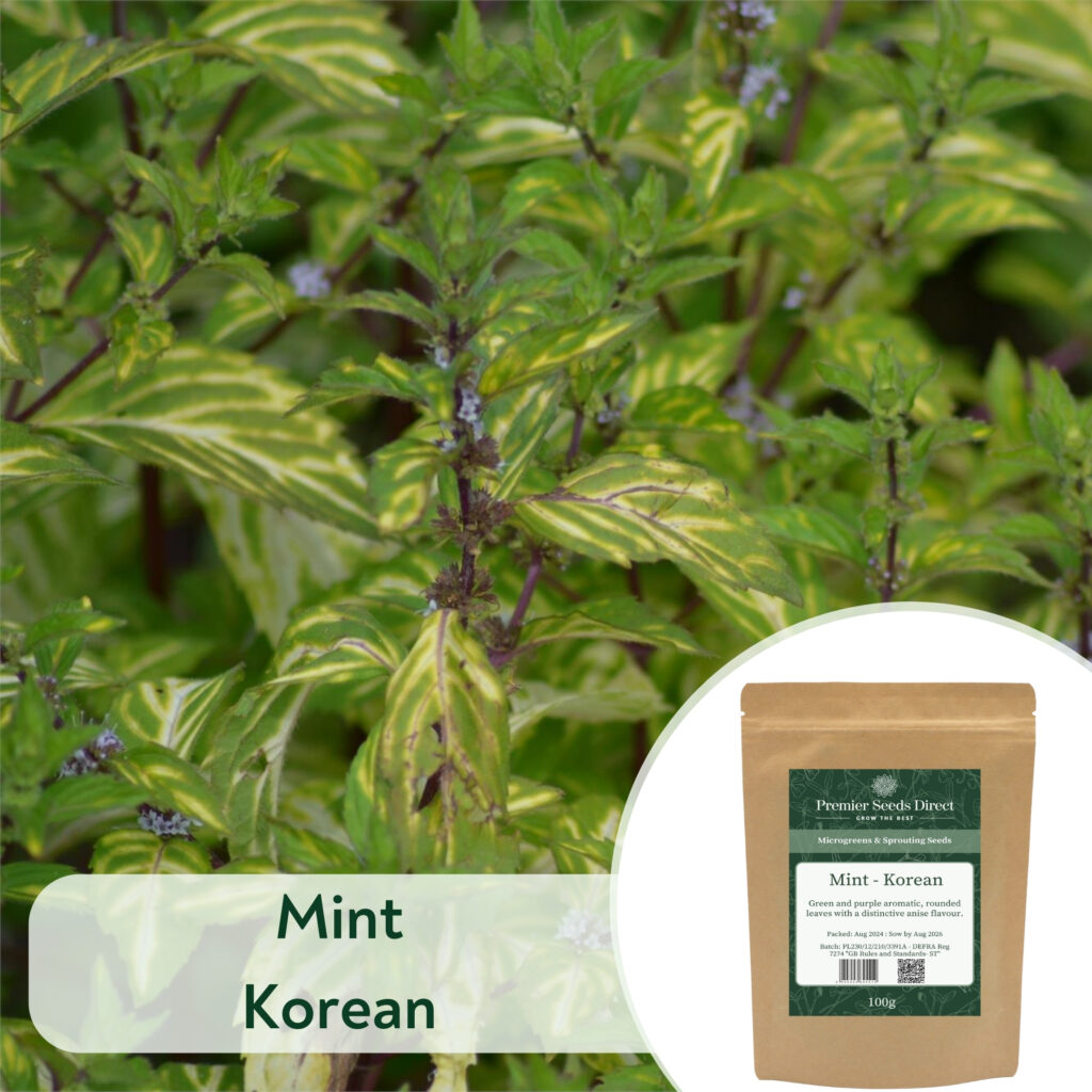 Mint Korean - Microgreen/Sprouting - Premier Seeds Direct